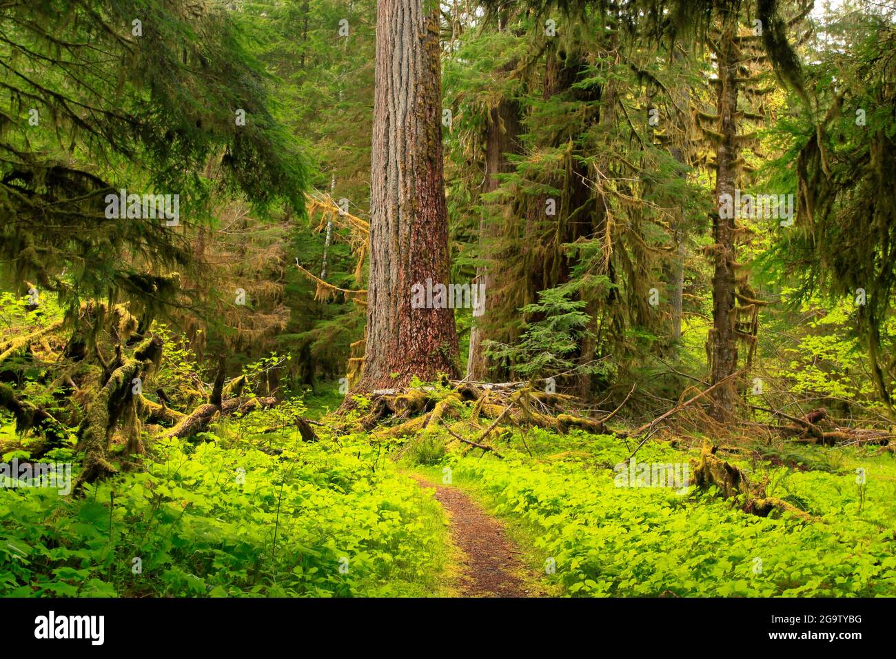 a exterior picture of an Pacific Northwest rainforest trail Stock Photo ...