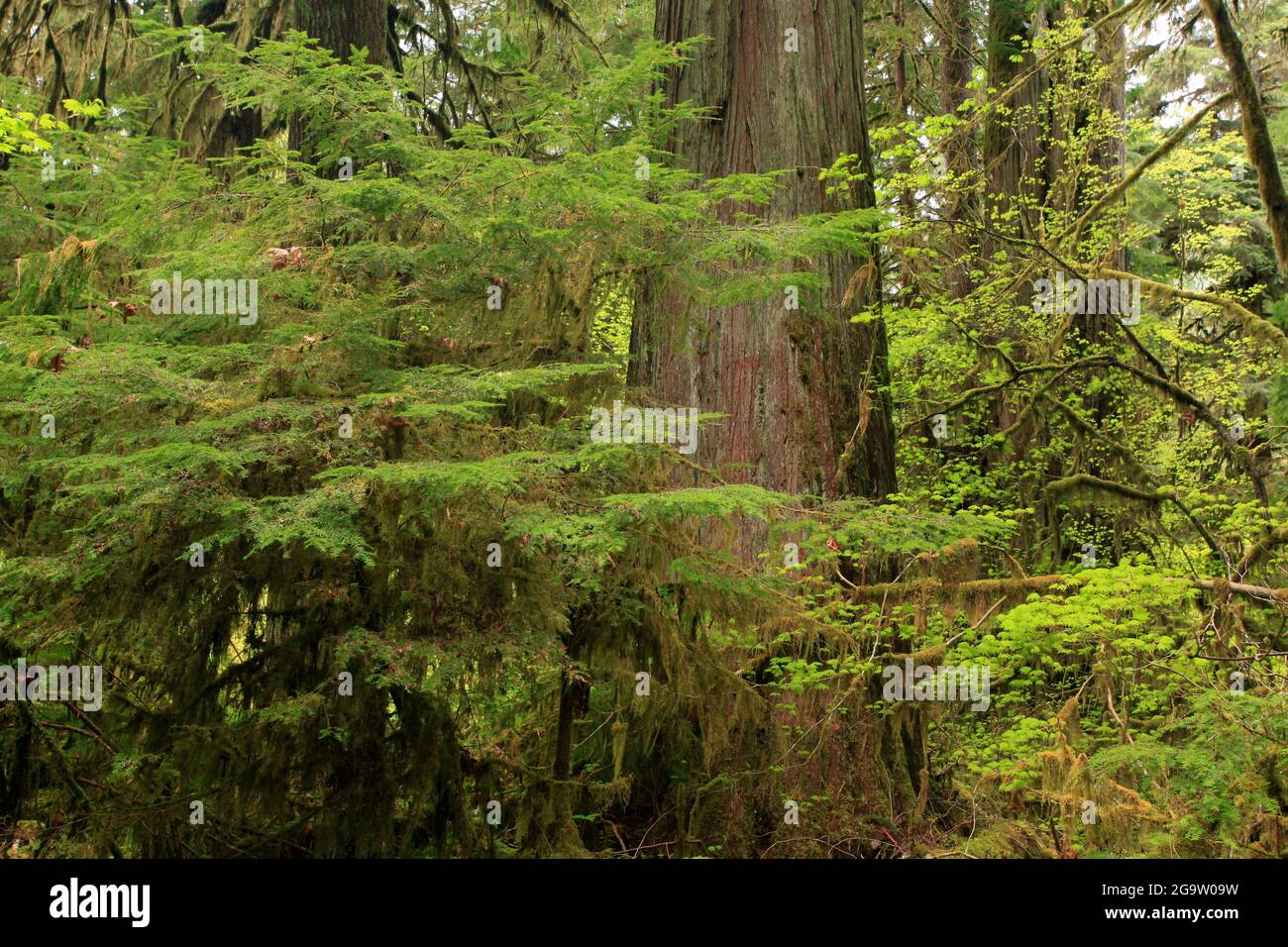 a exterior picture of an Pacific Northwest rainforest with mossy ...