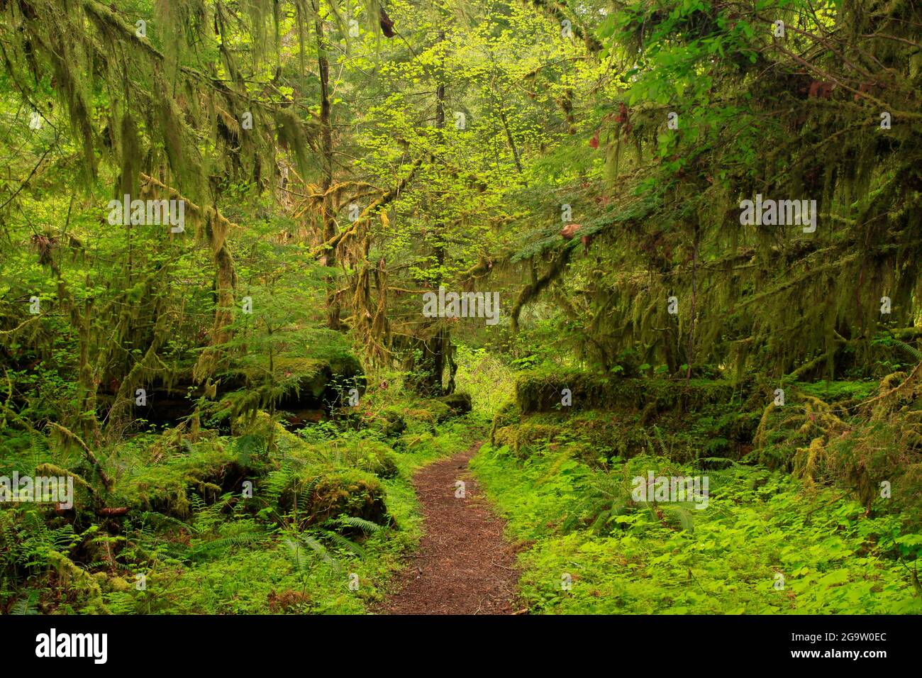a exterior picture of an Pacific Northwest rainforest trail Stock Photo ...