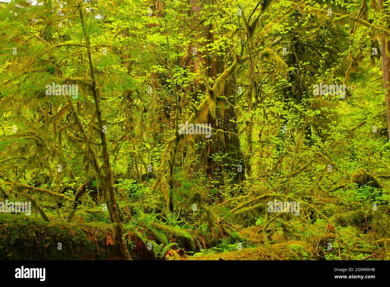 a exterior picture of an Pacific Northwest rainforest Stock Photo - Alamy