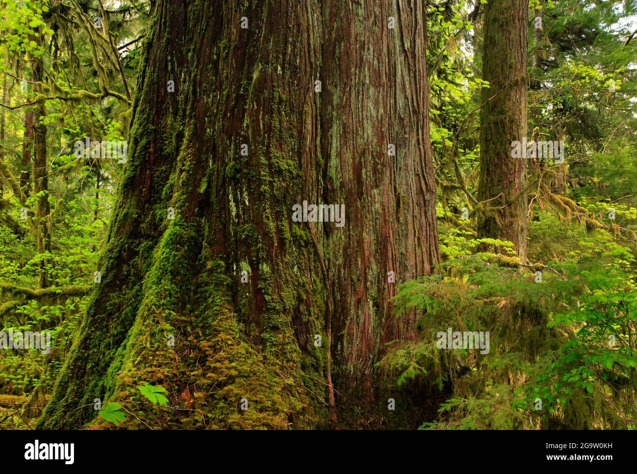 a exterior picture of an Pacific Northwest rainforest Stock Photo - Alamy