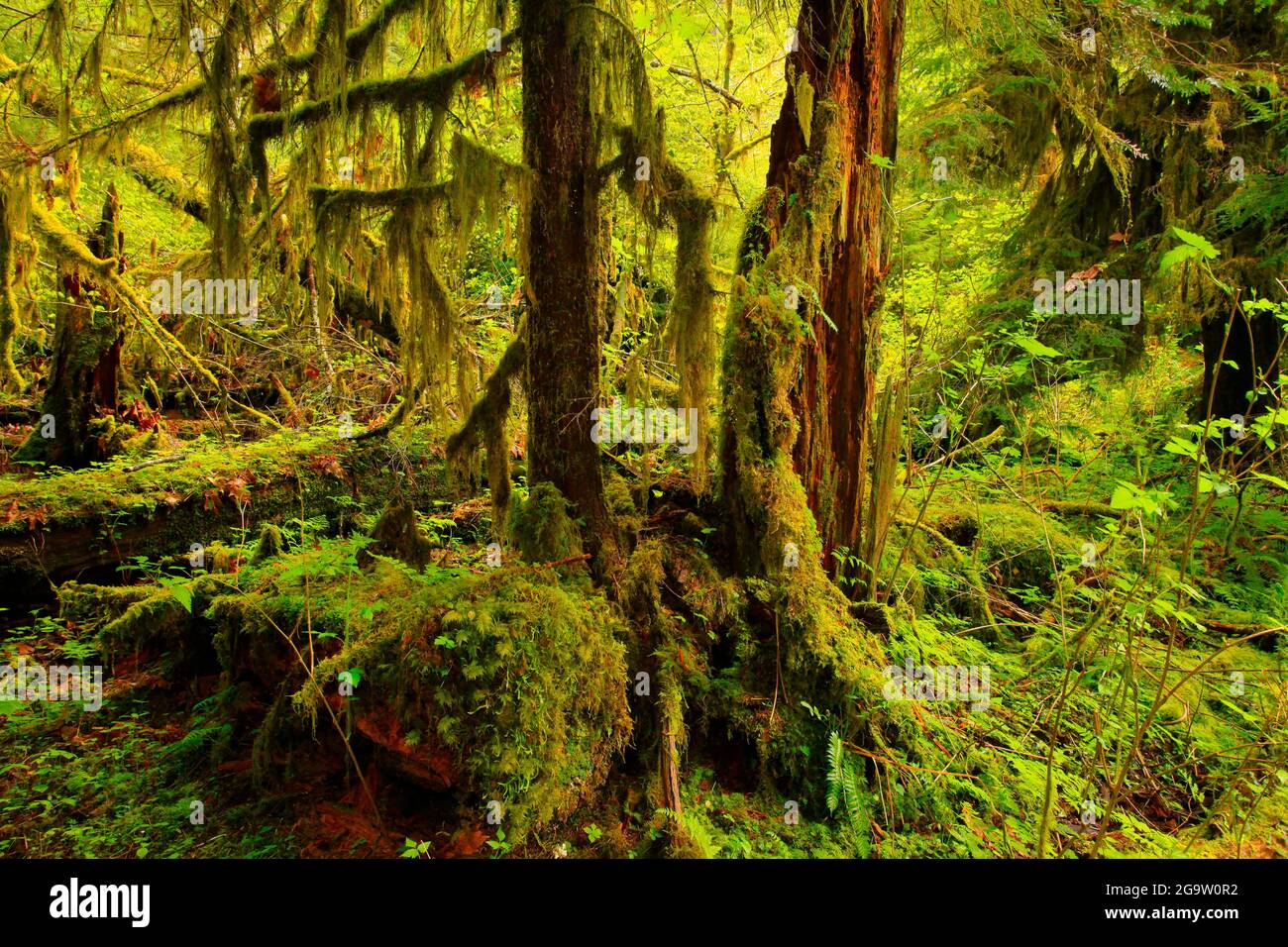 a exterior picture of an Pacific Northwest rainforest Stock Photo - Alamy