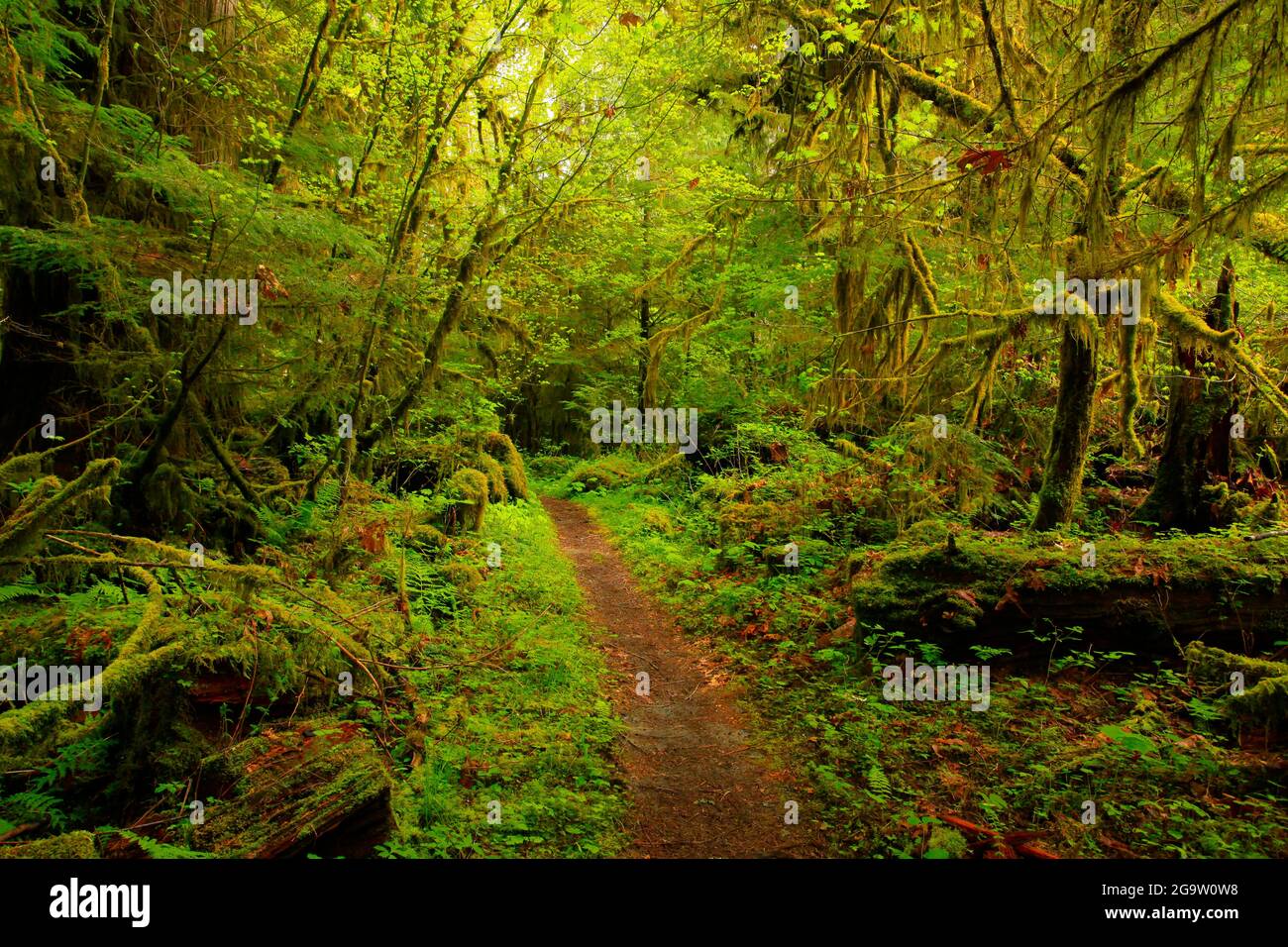 a exterior picture of an Pacific Northwest rainforest trail Stock Photo ...