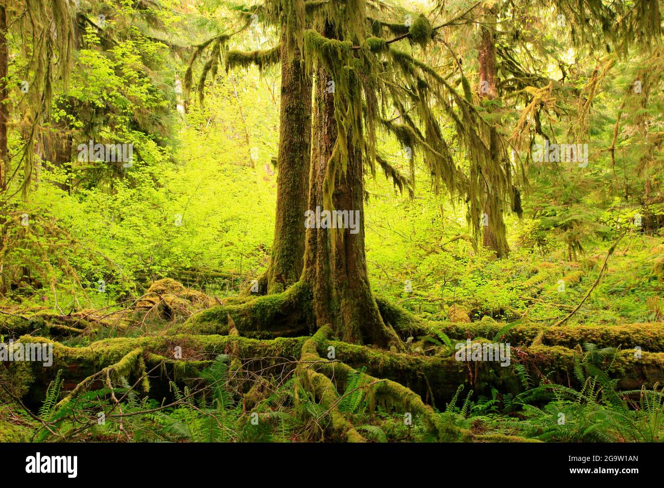 a exterior picture of an Pacific Northwest rainforest Stock Photo - Alamy