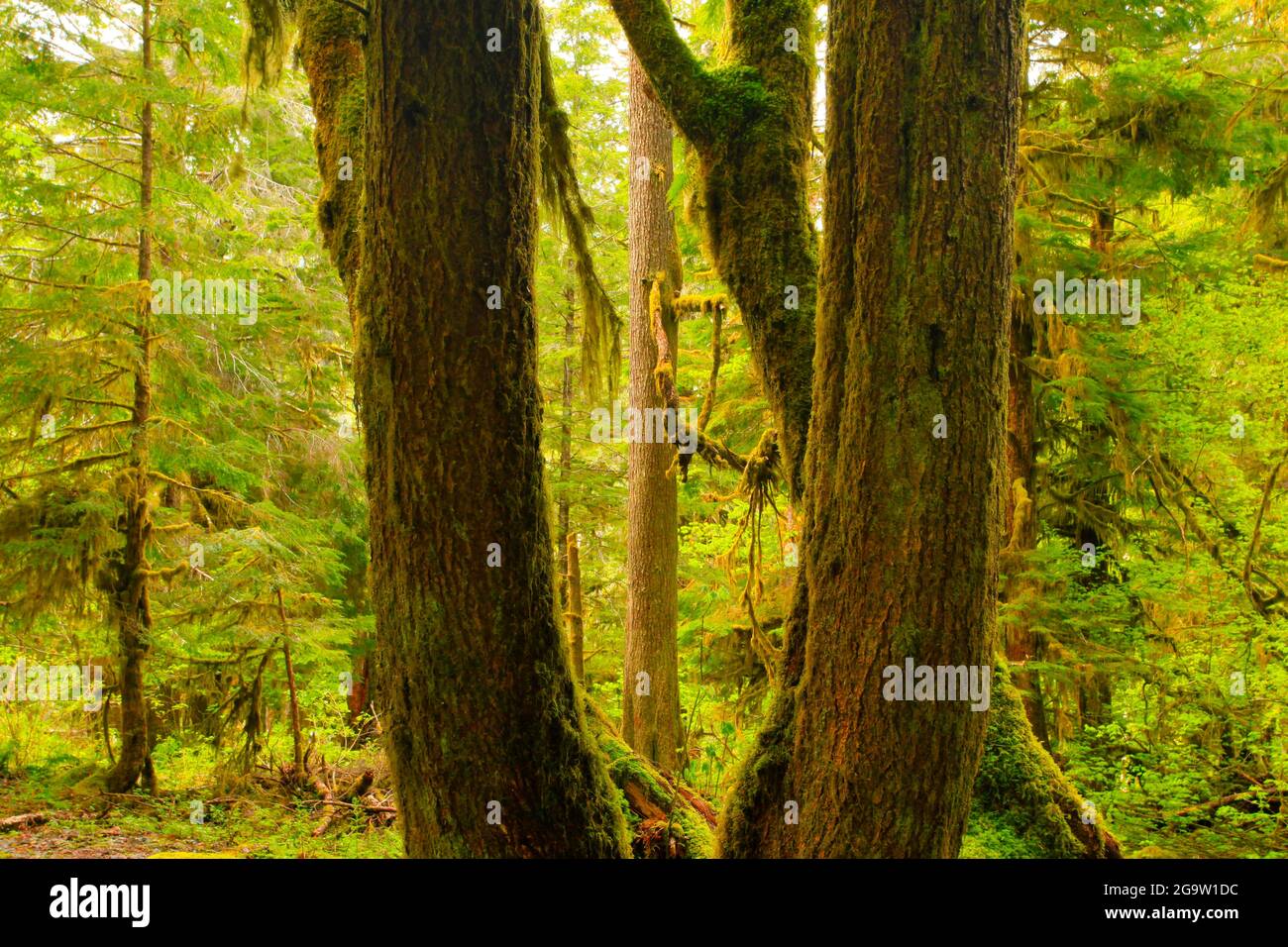 a exterior picture of an Pacific Northwest rainforest Stock Photo - Alamy