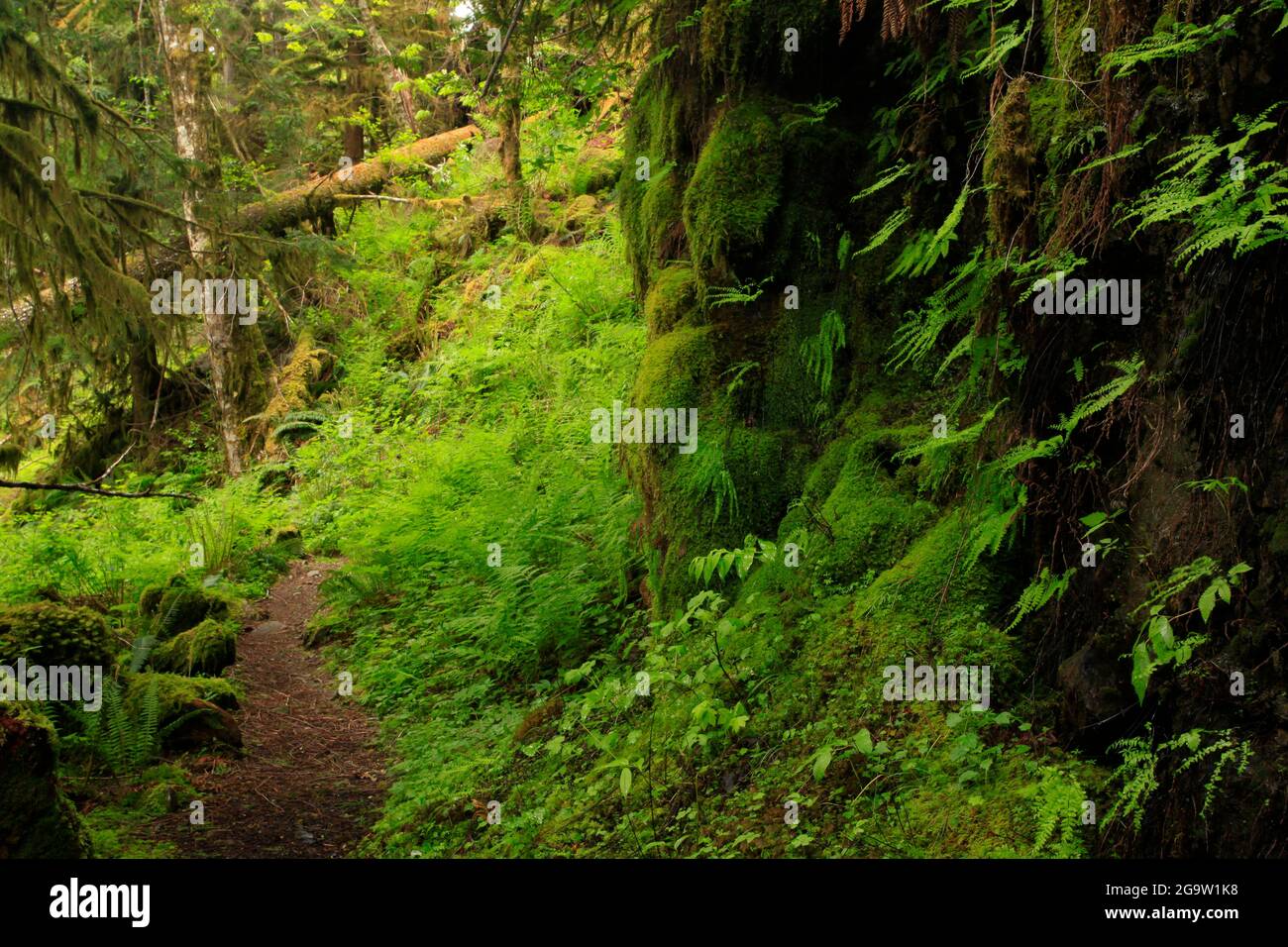 a exterior picture of an Pacific Northwest rainforest trail Stock Photo ...