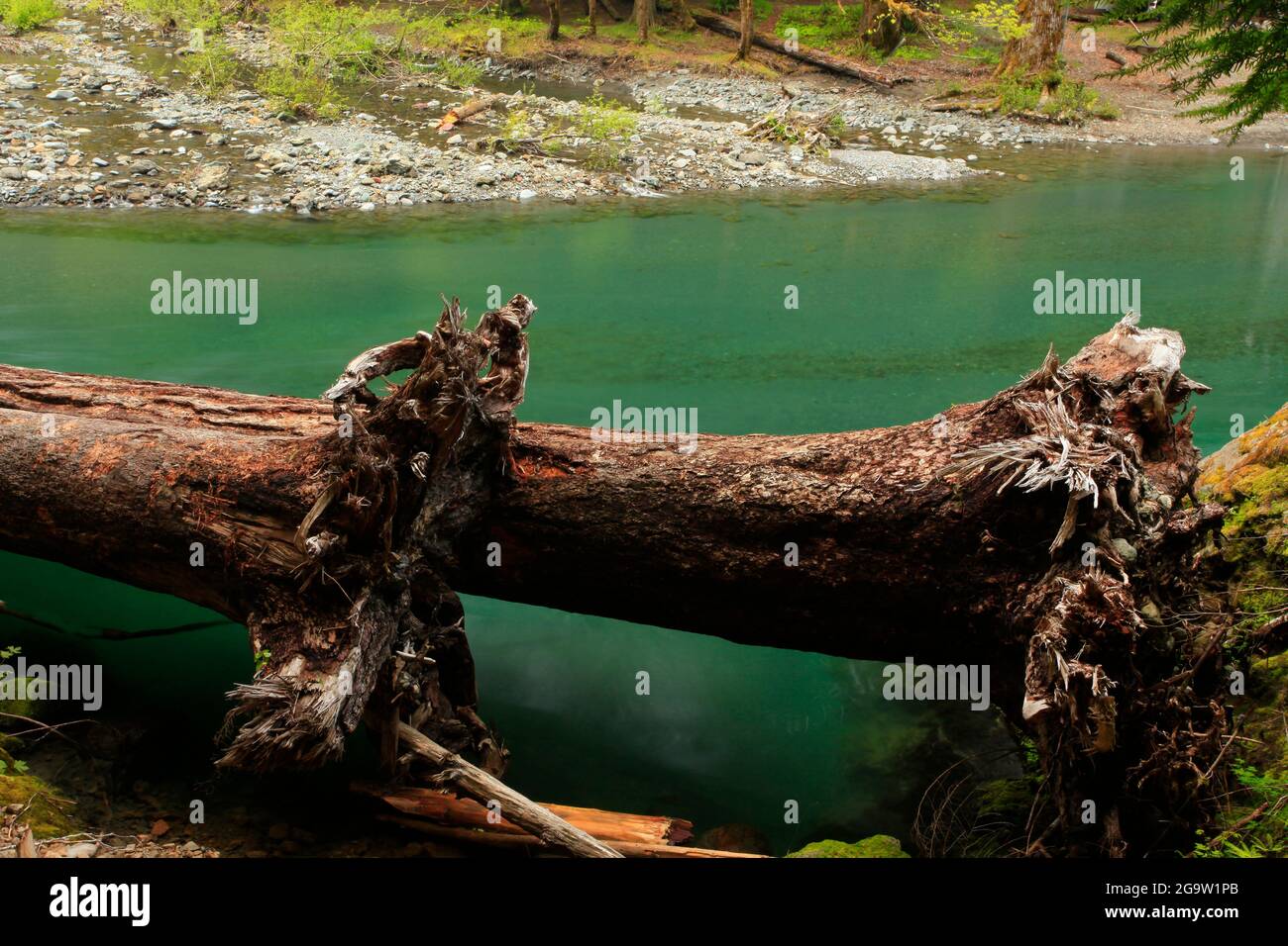 a exterior picture of an Pacific Northwest forest with conifer tree ...