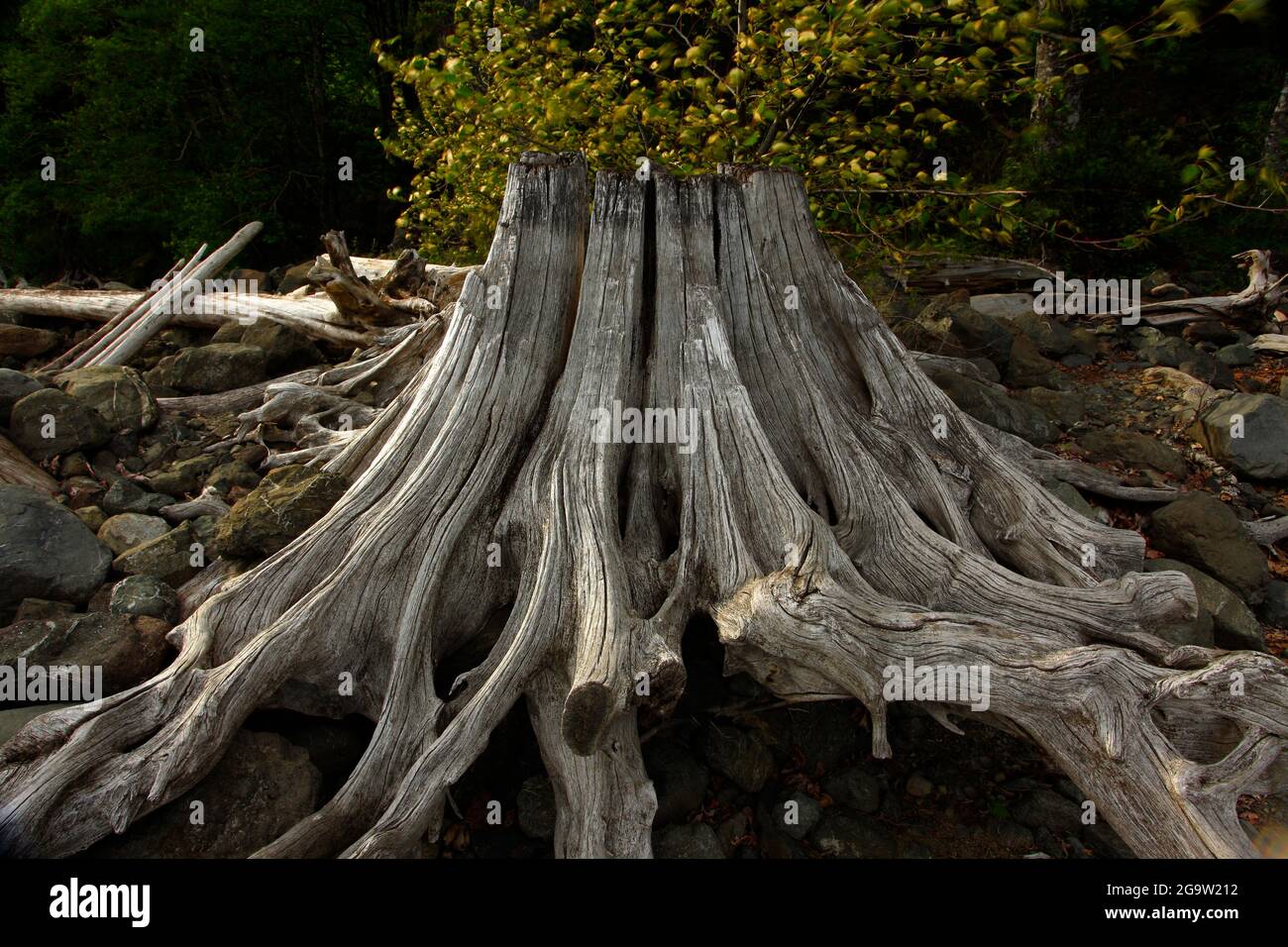a exterior picture of an Pacific Northwest forest with conifer tree ...