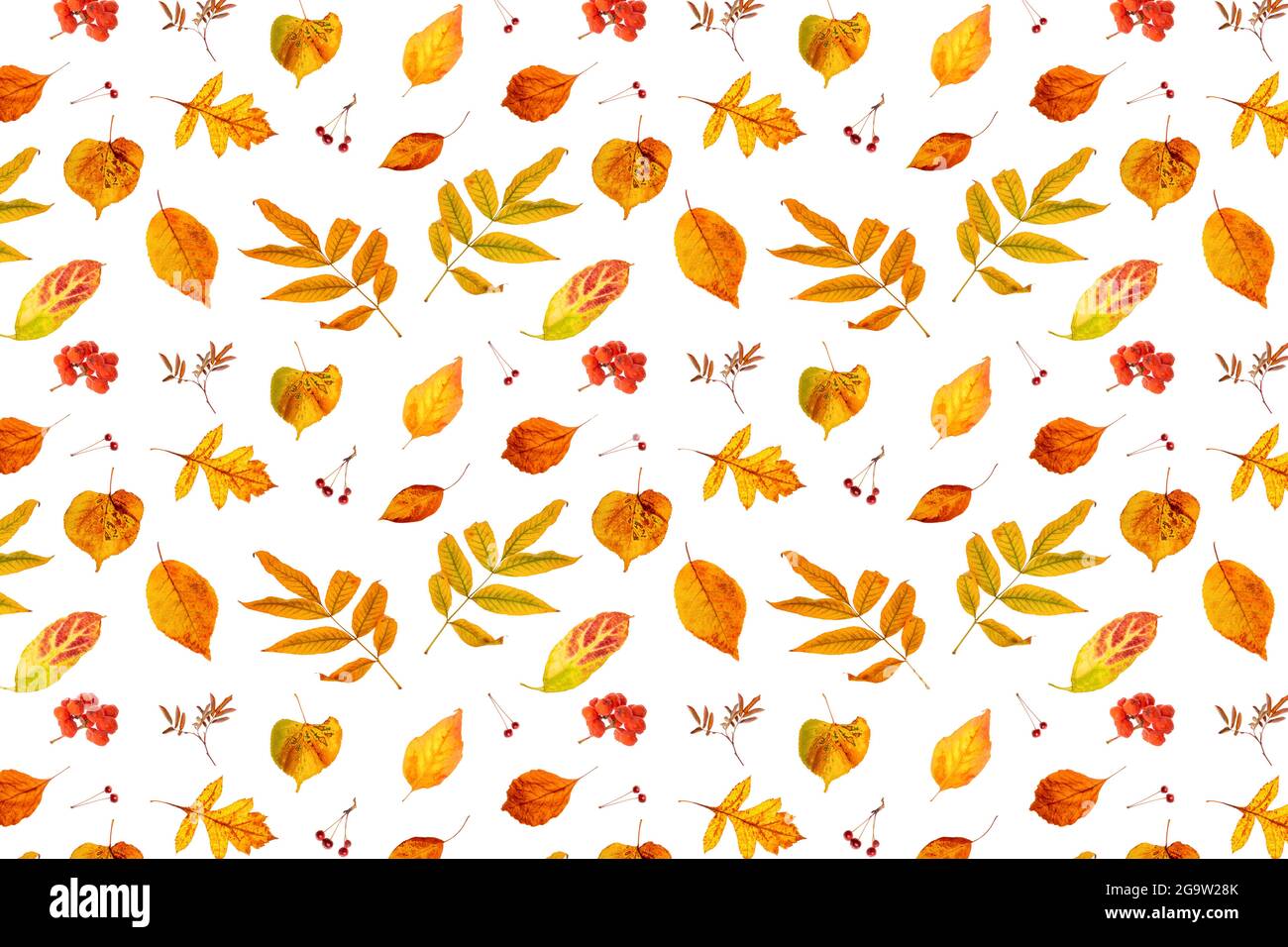 Pattern of natural orange autumn leaves and berry on a white background ...