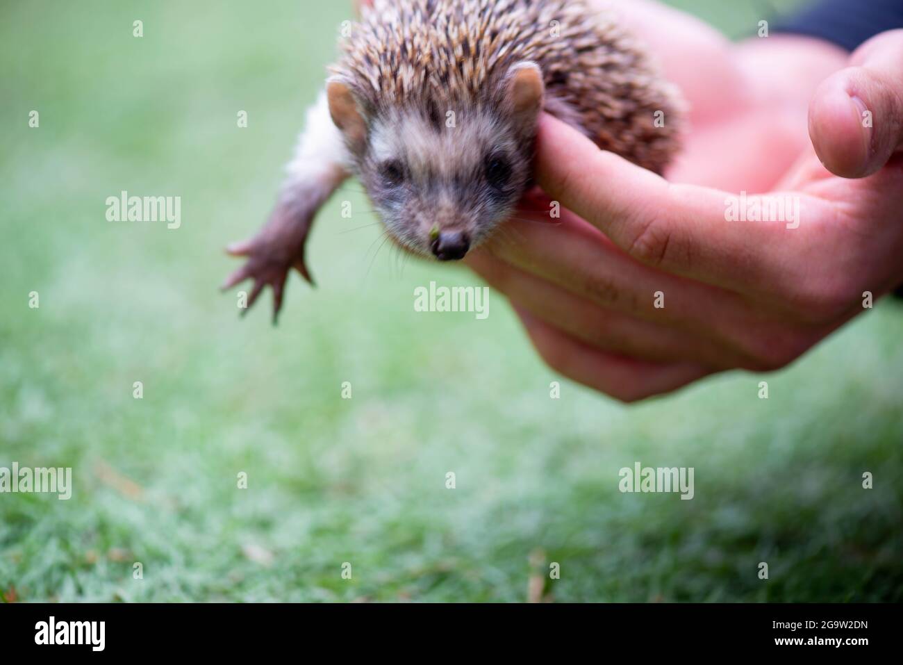 holds a small hedgehog in his hands Stock Photo - Alamy
