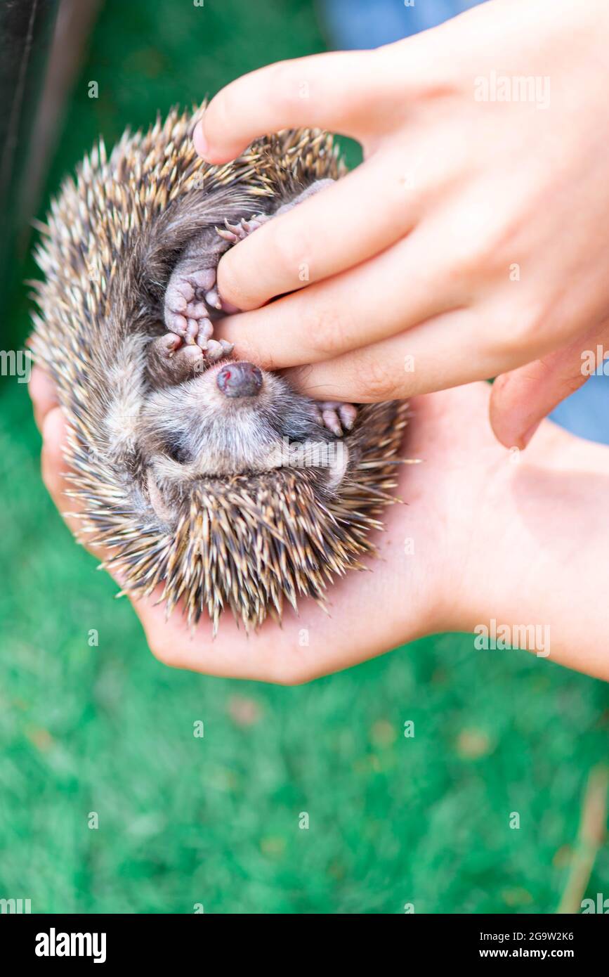 they are holding a hedgehog in their arms Stock Photo - Alamy