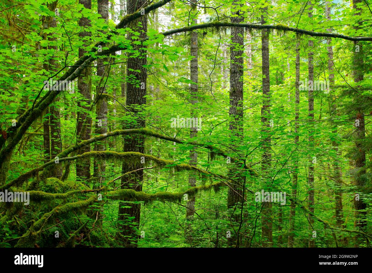a exterior picture of an Pacific Northwest rainforest Stock Photo - Alamy