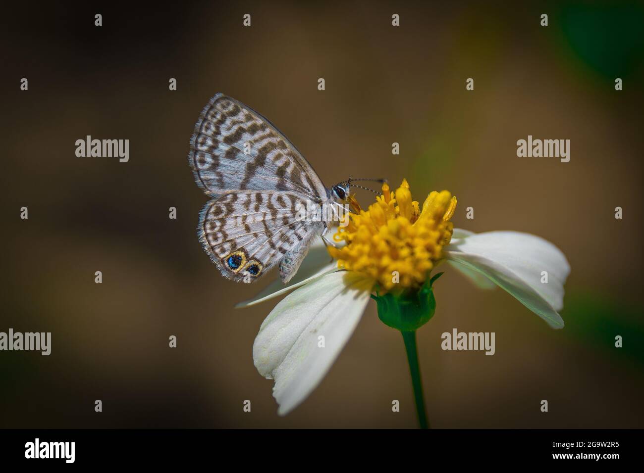 Cute little butterfly standing on a vibrant daisy with a blurred ...
