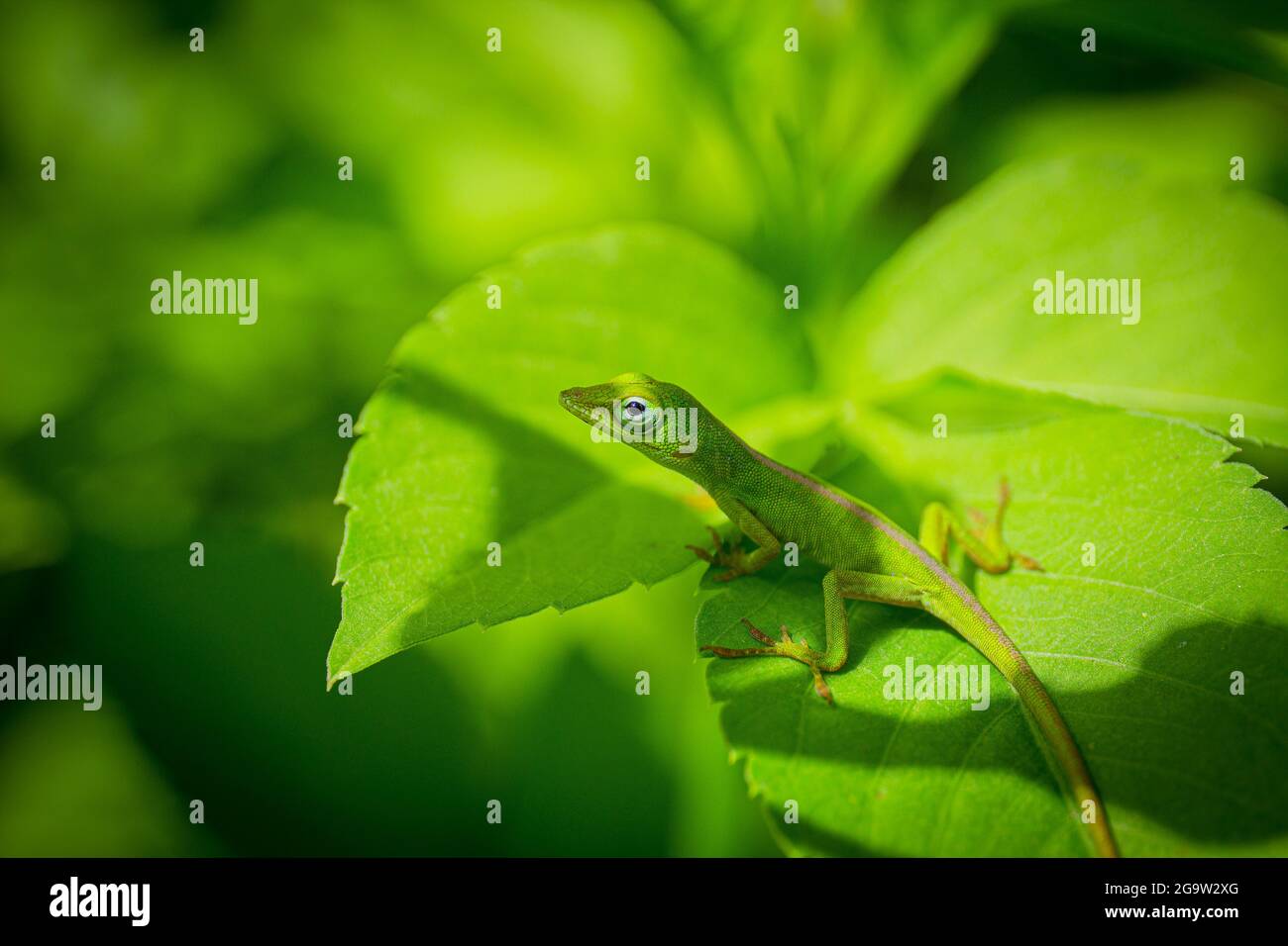 Closeup of a cute little gecko standing on vibrant green leaves on a ...