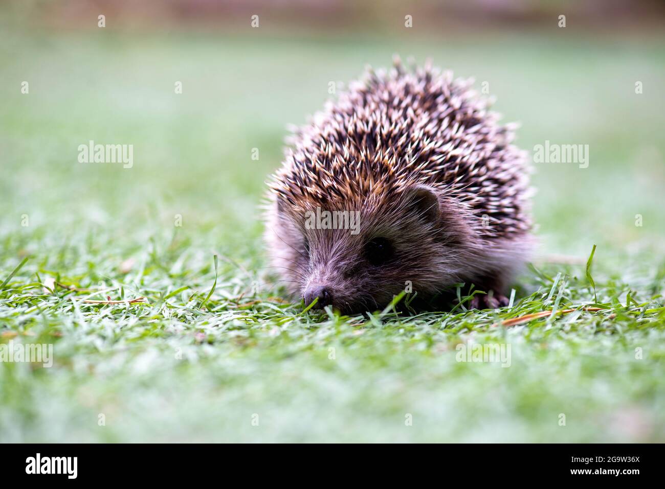 cool hedgehog running on a green meadow Stock Photo - Alamy