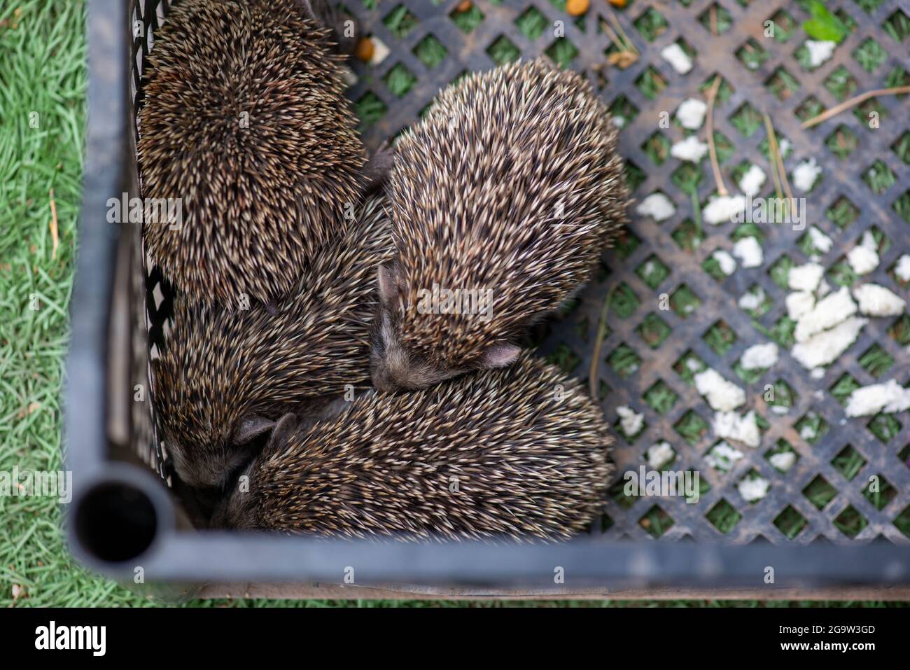 four hedgehogs in a box are sleeping Stock Photo - Alamy