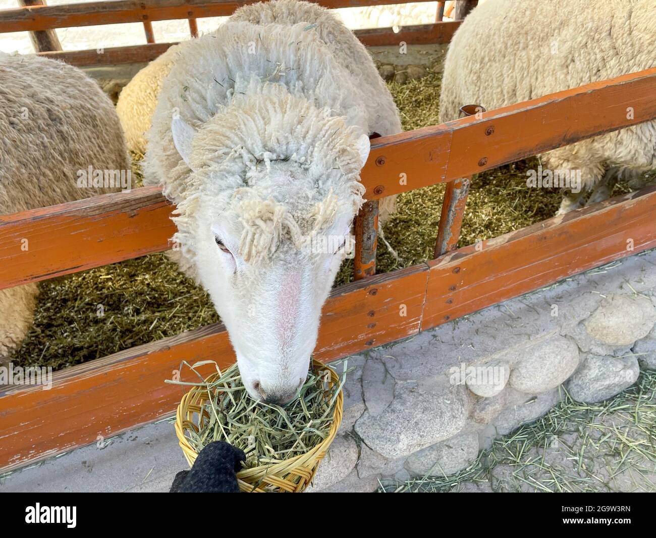 Daegwallyeong Yangtte Farm, Gangwon-do in South Korea. feed the sheep ...