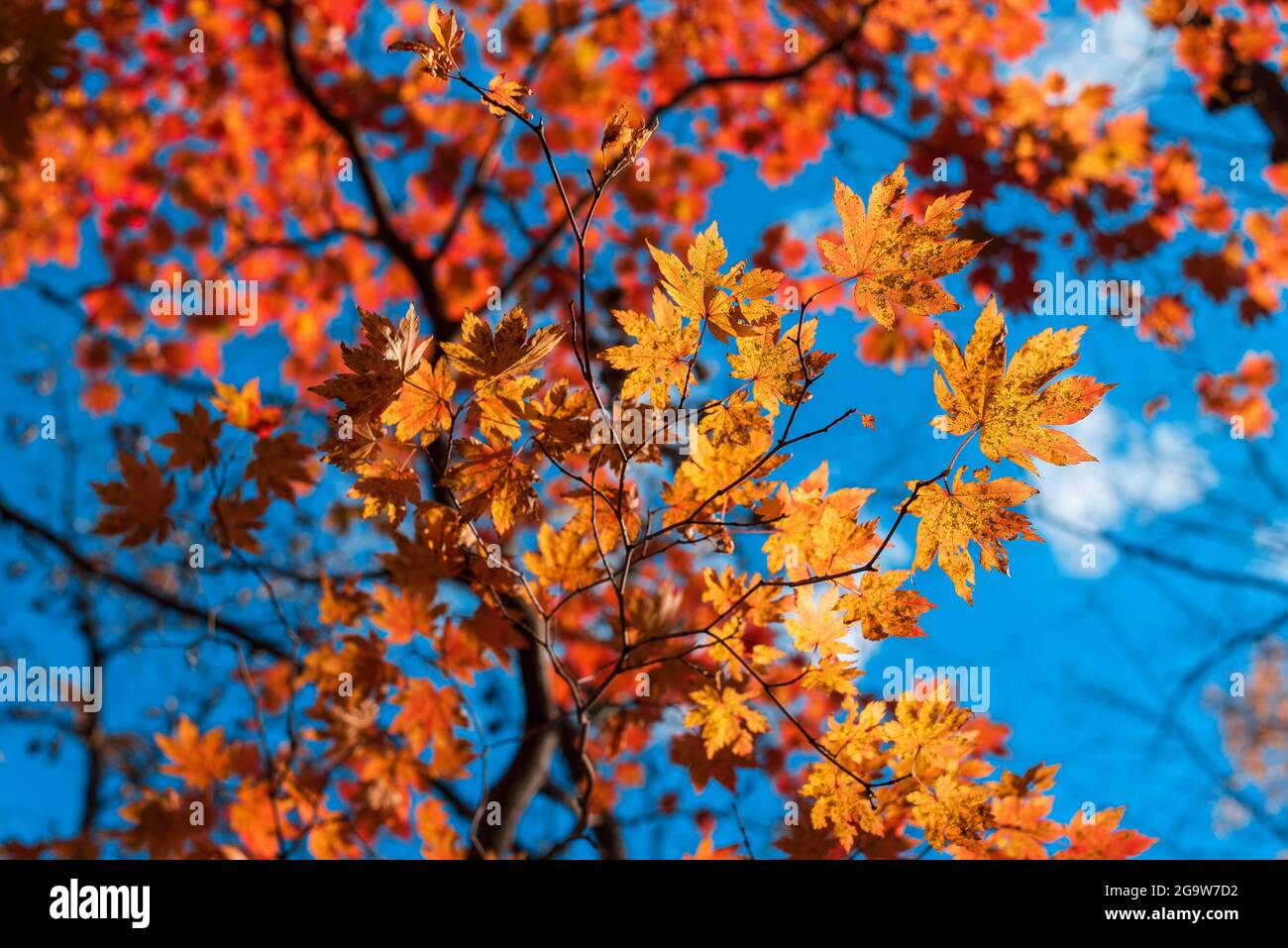 maple autumn leaves on blue sky background Stock Photo - Alamy
