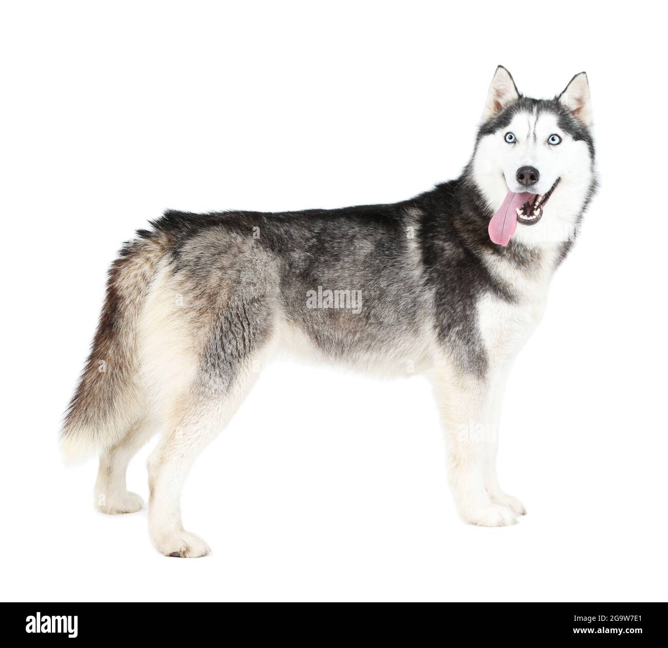 Beautiful cute husky, isolated on white Stock Photo - Alamy