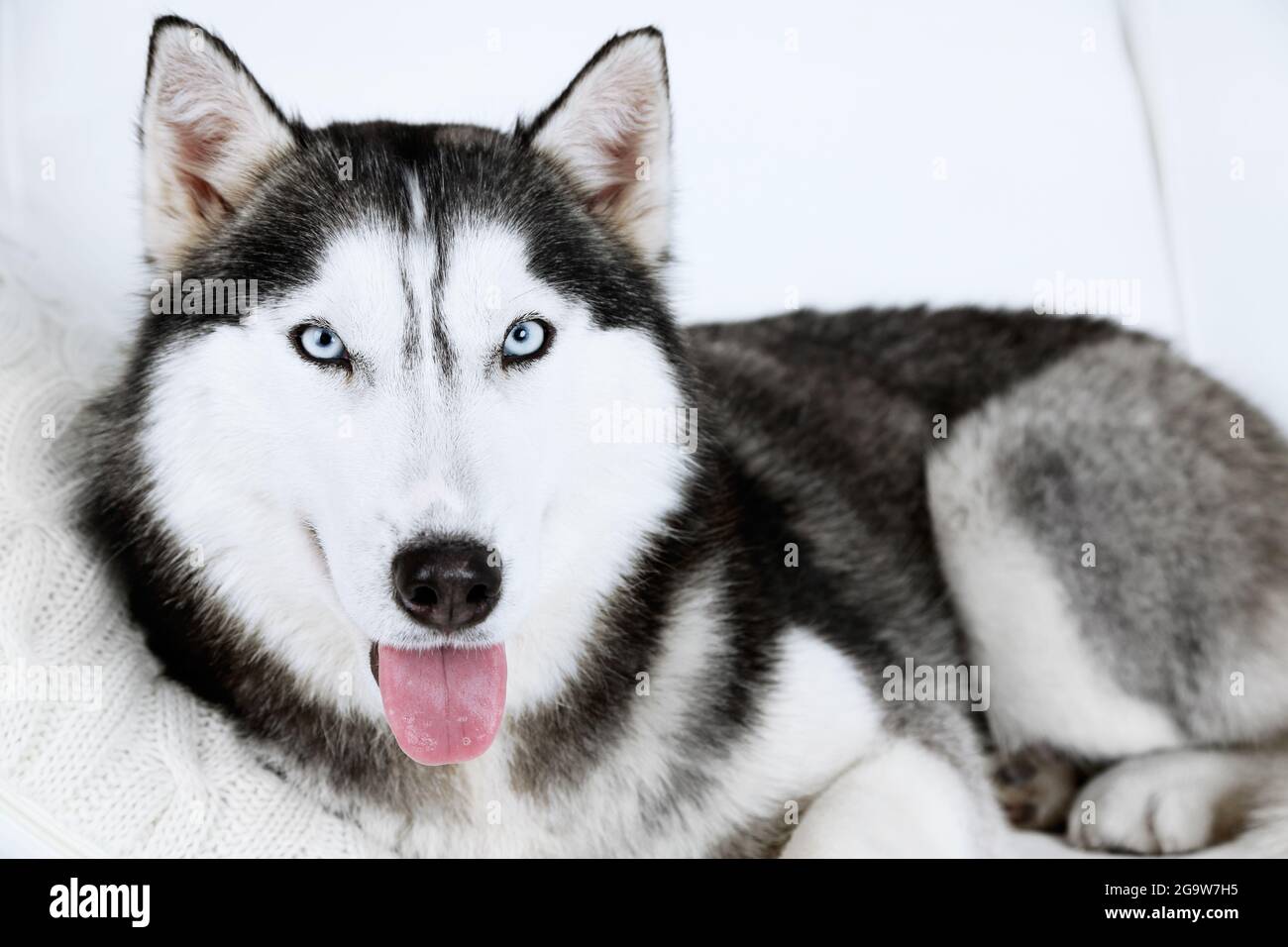 Beautiful cute husky lying pillow Stock Photo - Alamy