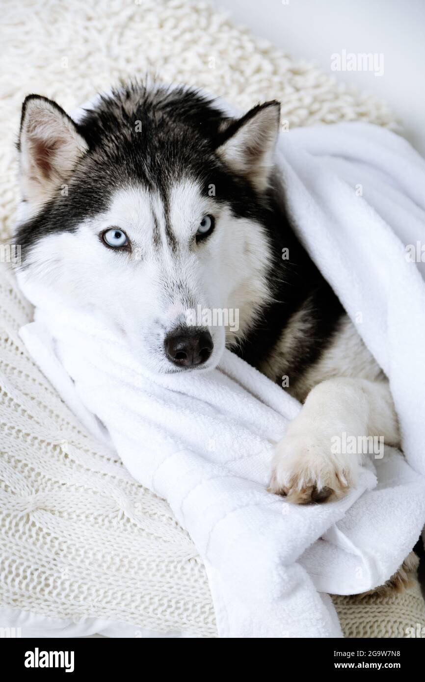 Beautiful cute husky with towel lying on sofa in white room Stock Photo ...
