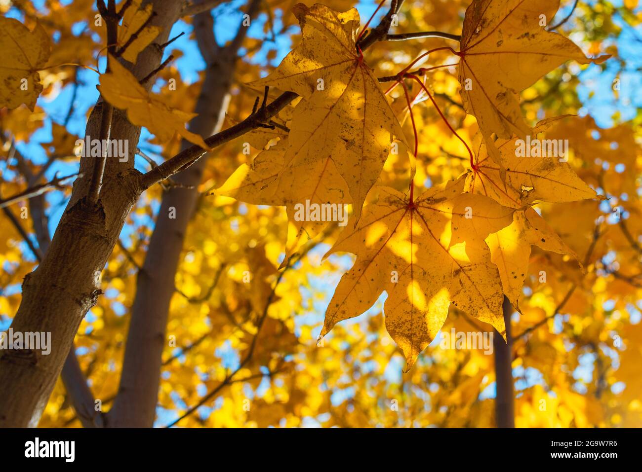 yellow maple autumn leaves in the sun fall season Stock Photo - Alamy