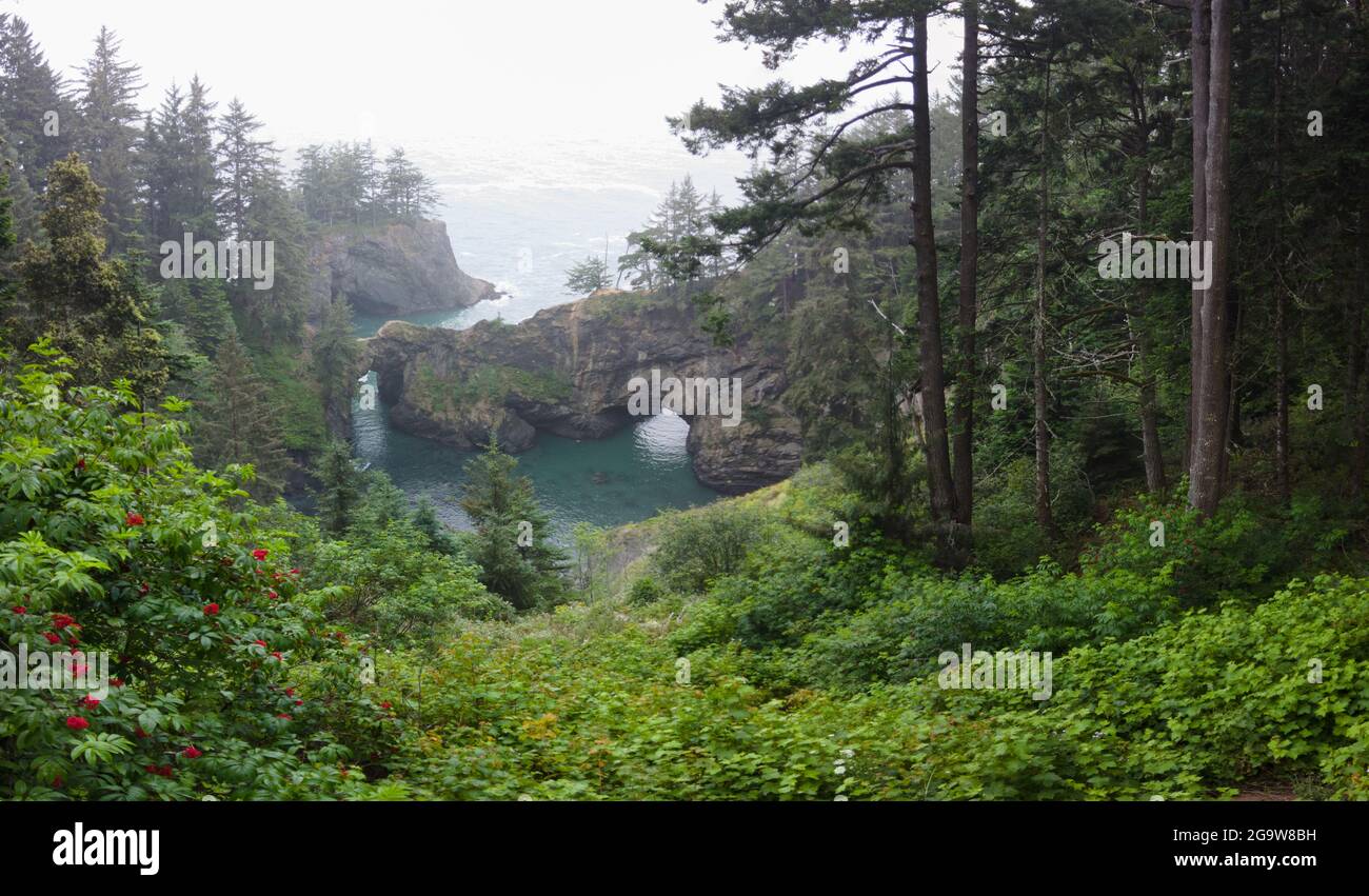 Forest meets the Pacific Ocean along the scenic coastline of southern ...