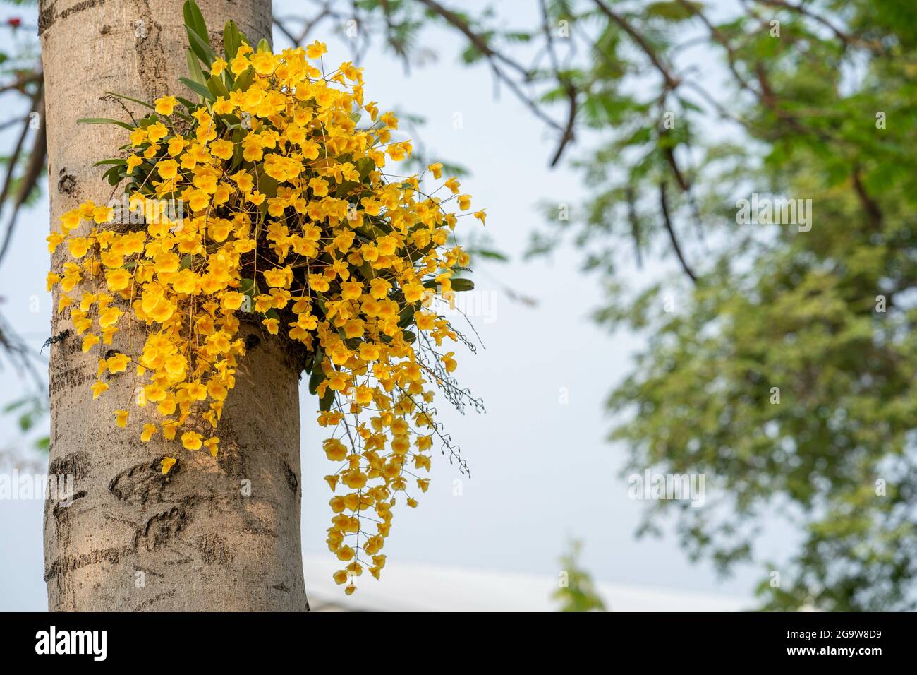 Yellow Orchid Flower Tree