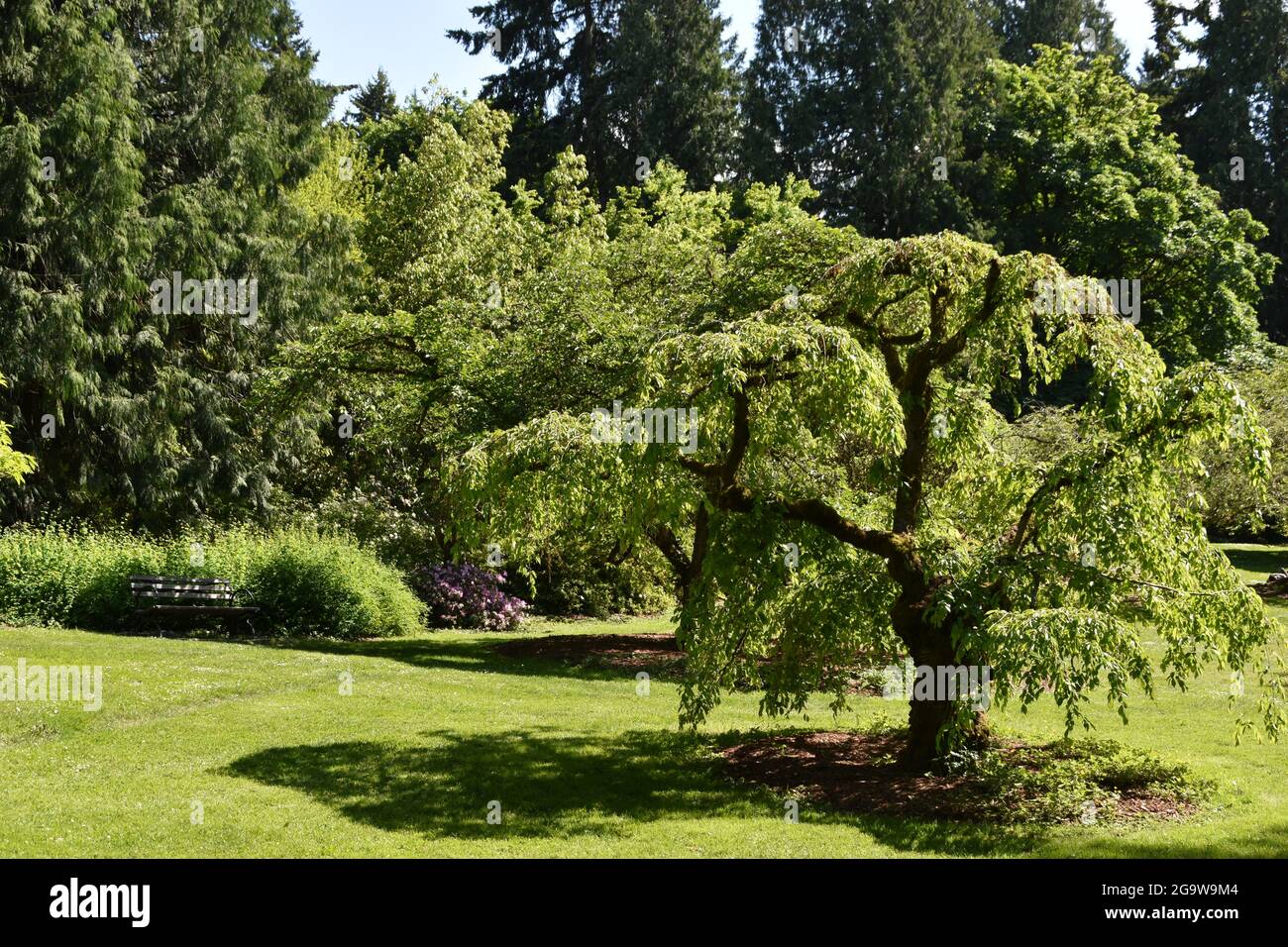 Washington Park Arboretum, Seattle, Washington Stock Photo - Alamy