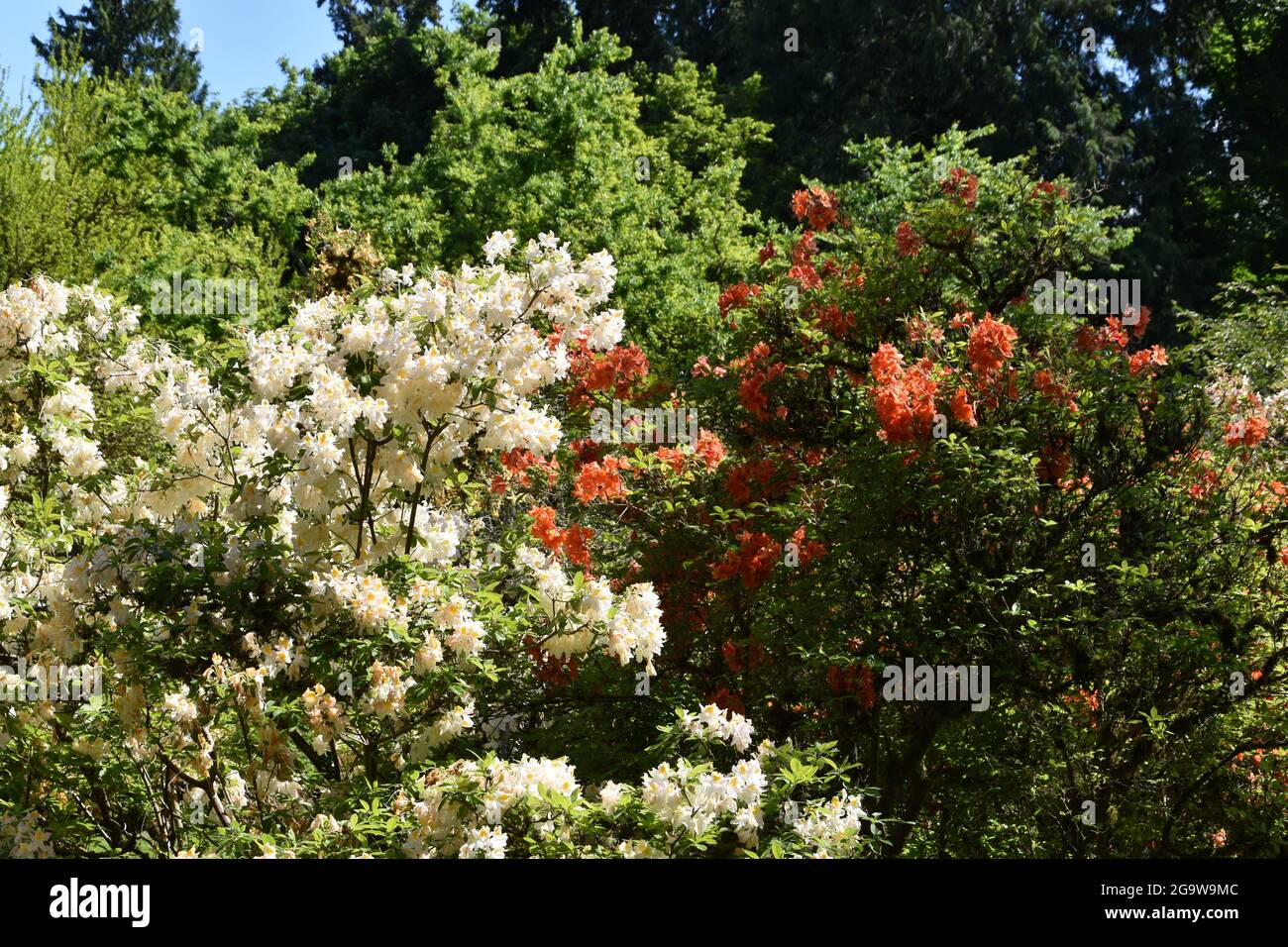 Washington Park Arboretum, Seattle, Washington Stock Photo - Alamy