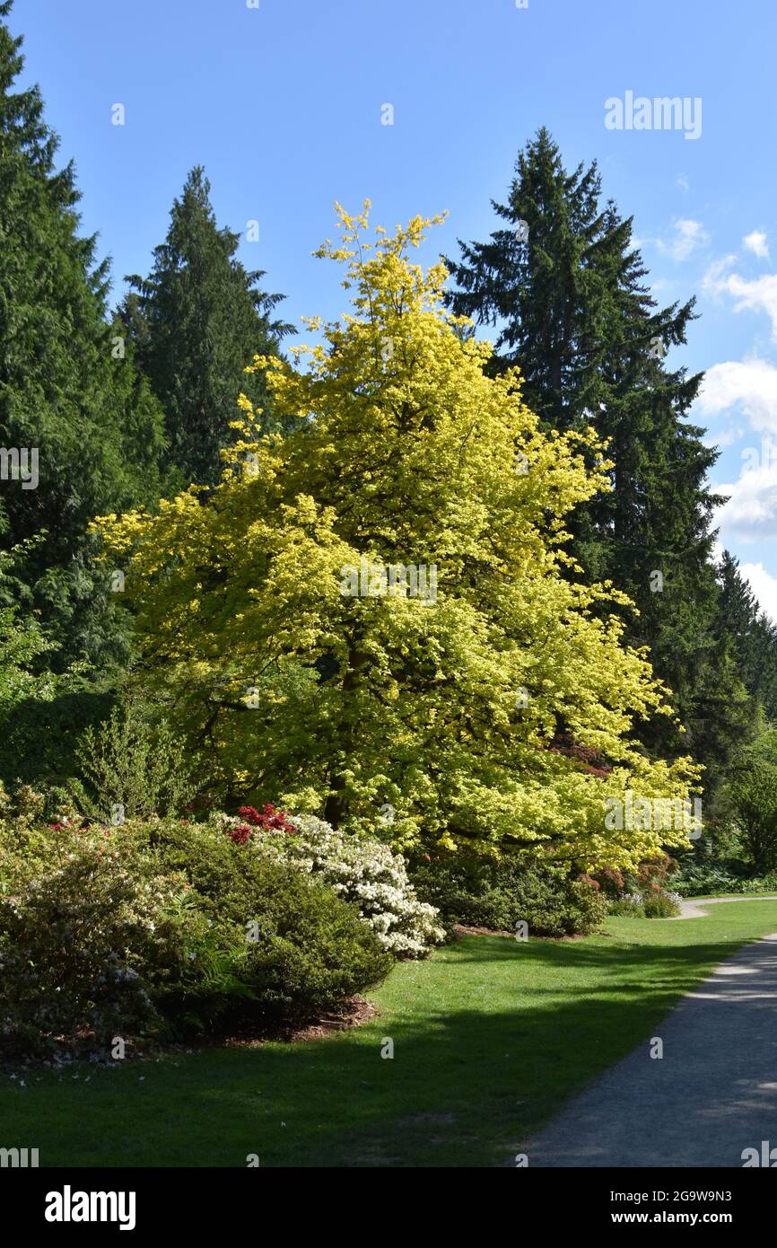University of washington botanic gardens hi-res stock photography and ...