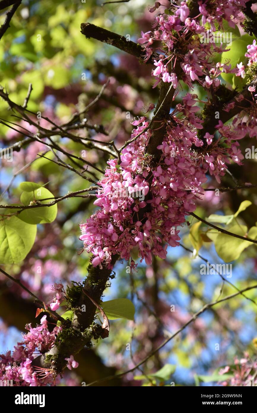 University of washington botanic gardens hi-res stock photography and ...