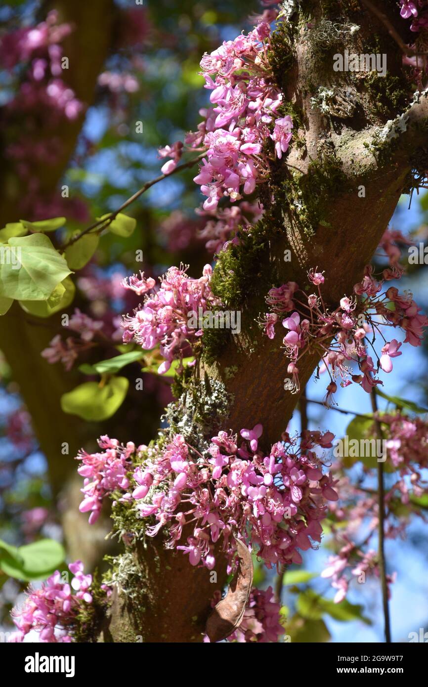 University of washington botanic garden hi-res stock photography and ...
