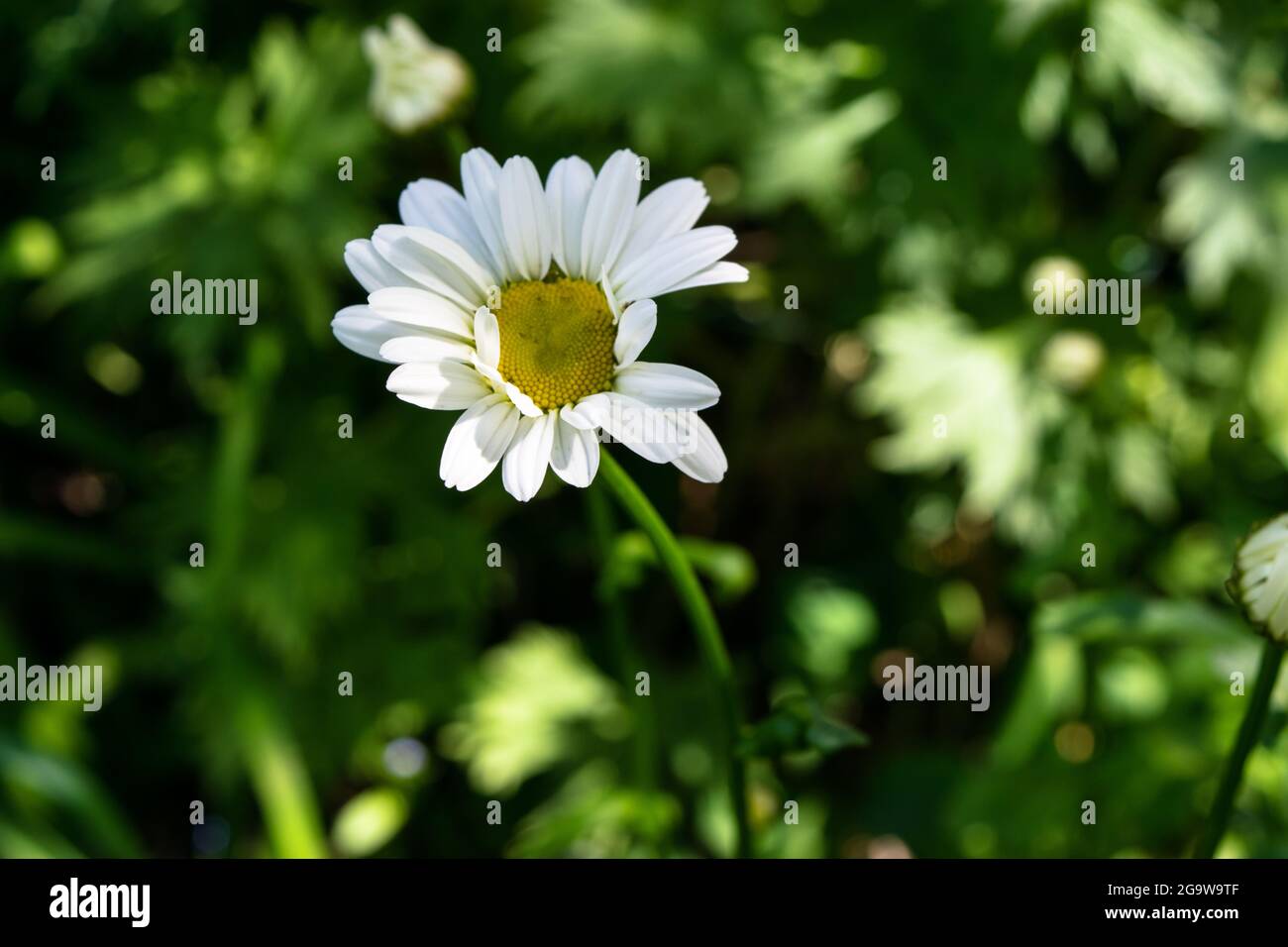 Picture of beautiful white daisy hi-res stock photography and images ...