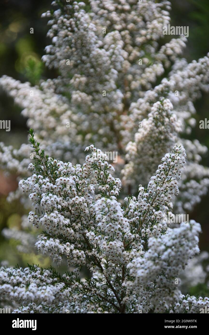 University of washington botanic gardens hi-res stock photography and ...