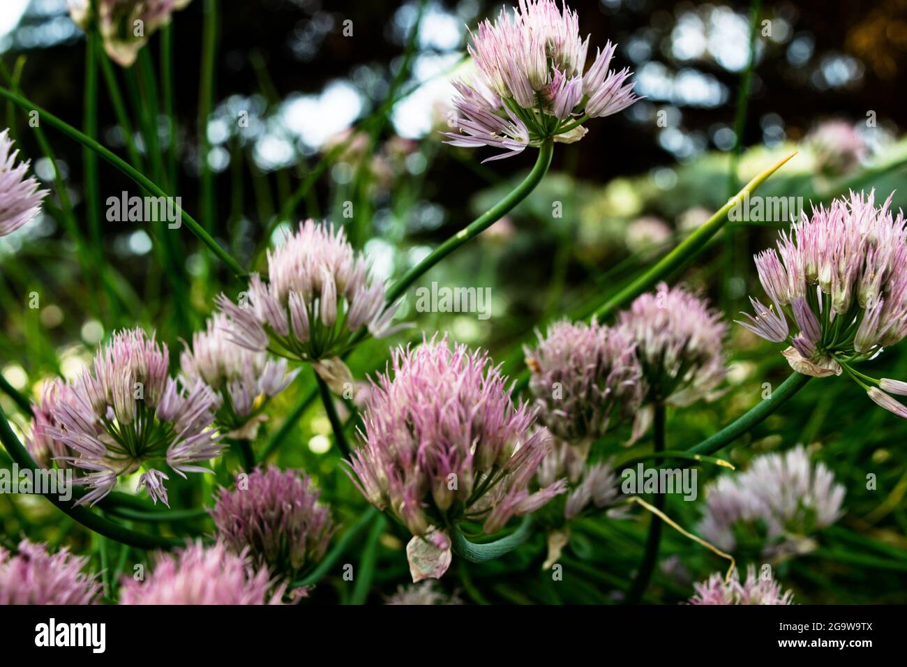 Plantlife in bloom hi-res stock photography and images - Alamy