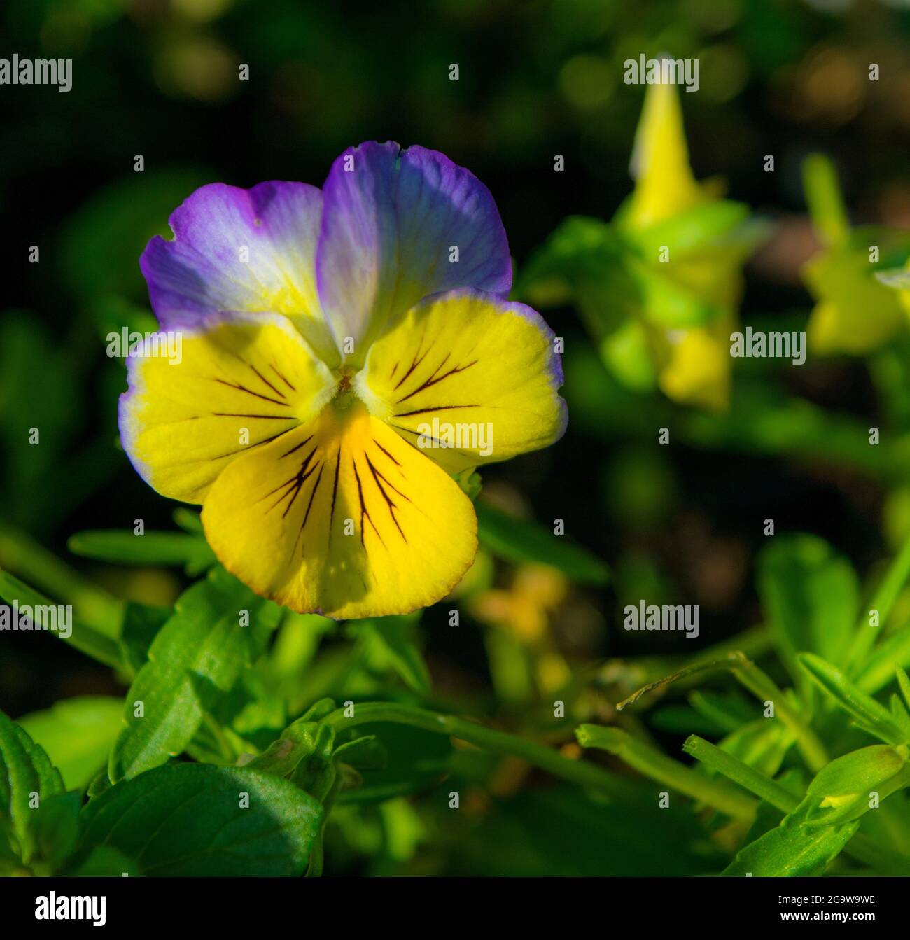 Black pansy pansies hi-res stock photography and images - Alamy