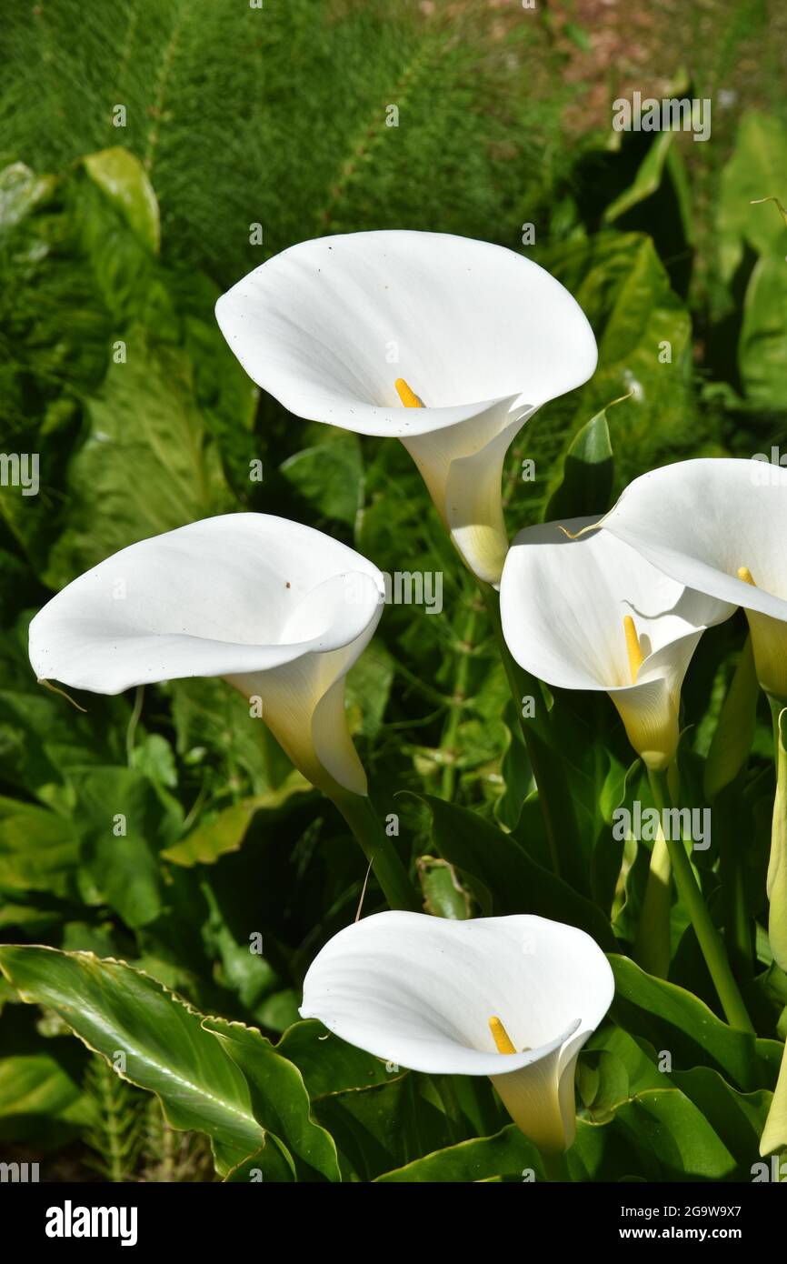 University of washington botanic gardens hi-res stock photography and ...