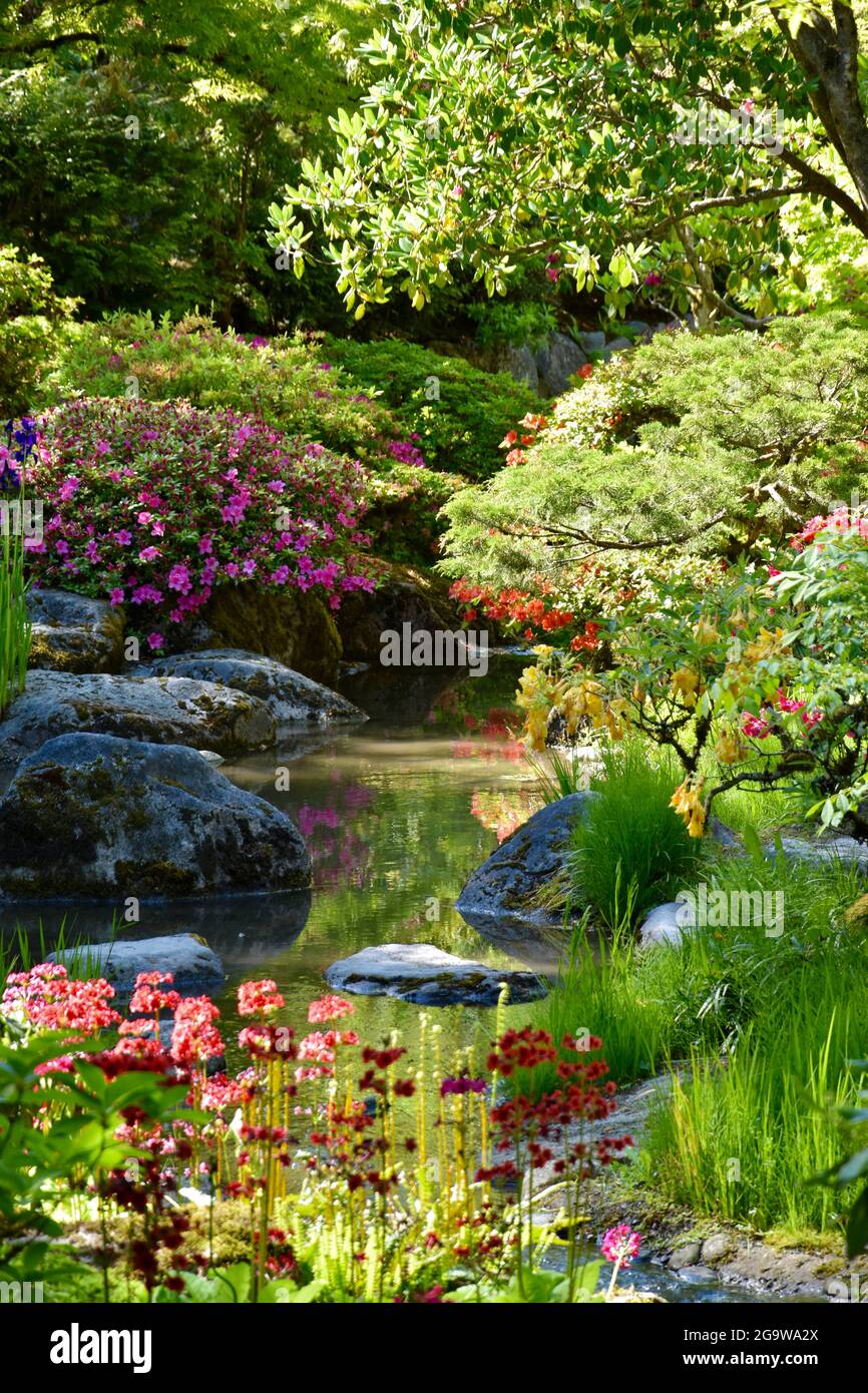 Seattle's iconic Japanese Gardens in Washington Park Stock Photo - Alamy