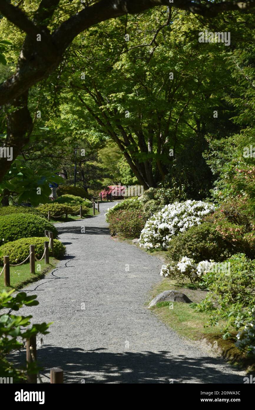 Seattle's iconic Japanese Gardens in Washington Park Stock Photo - Alamy