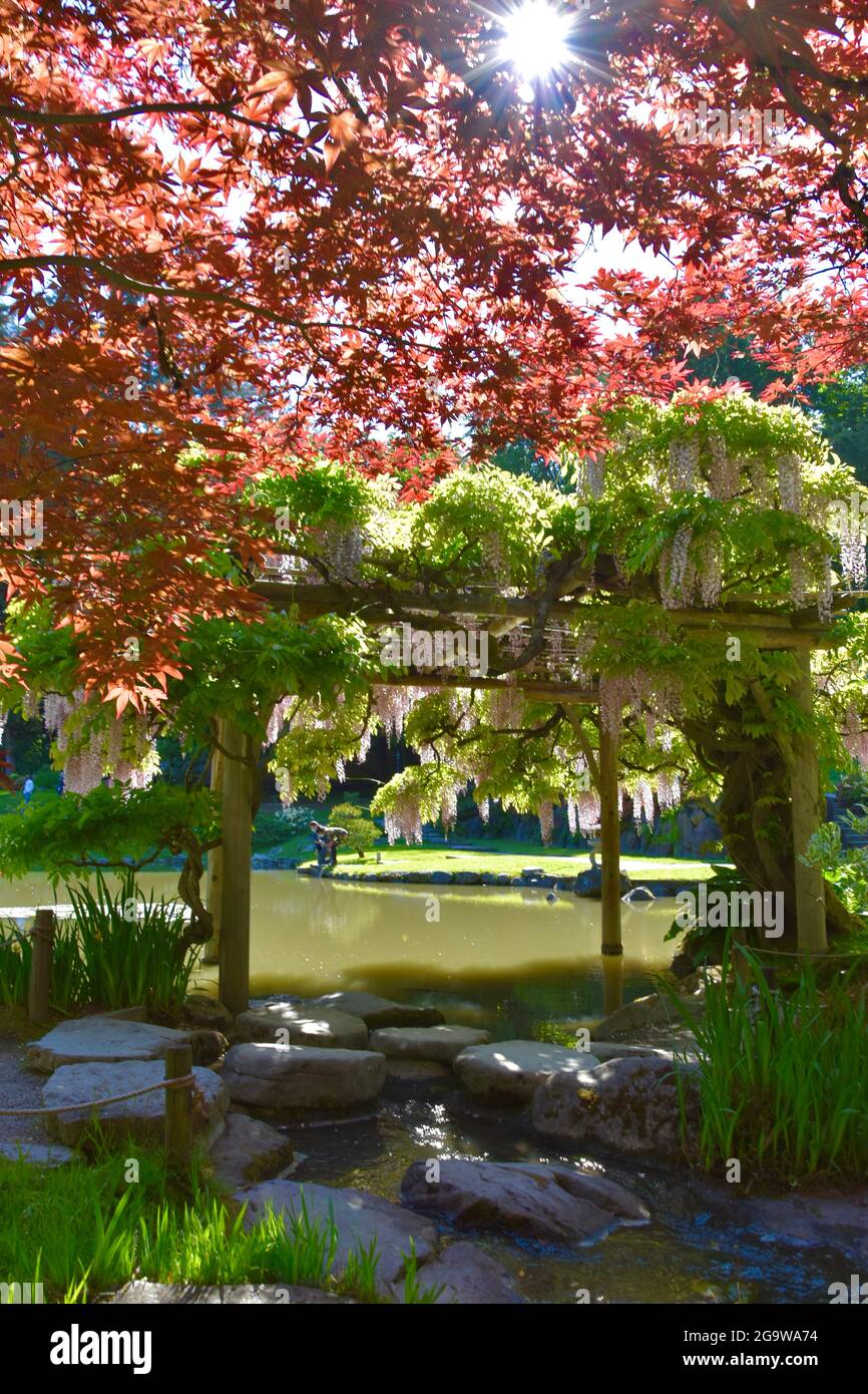 Seattle's iconic Japanese Gardens in Washington Park Stock Photo - Alamy