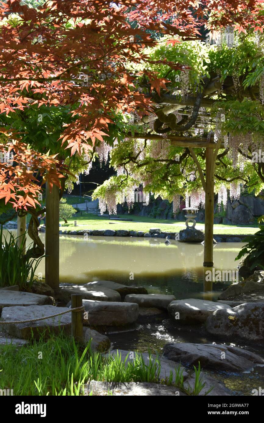 Seattle's iconic Japanese Gardens in Washington Park Stock Photo - Alamy
