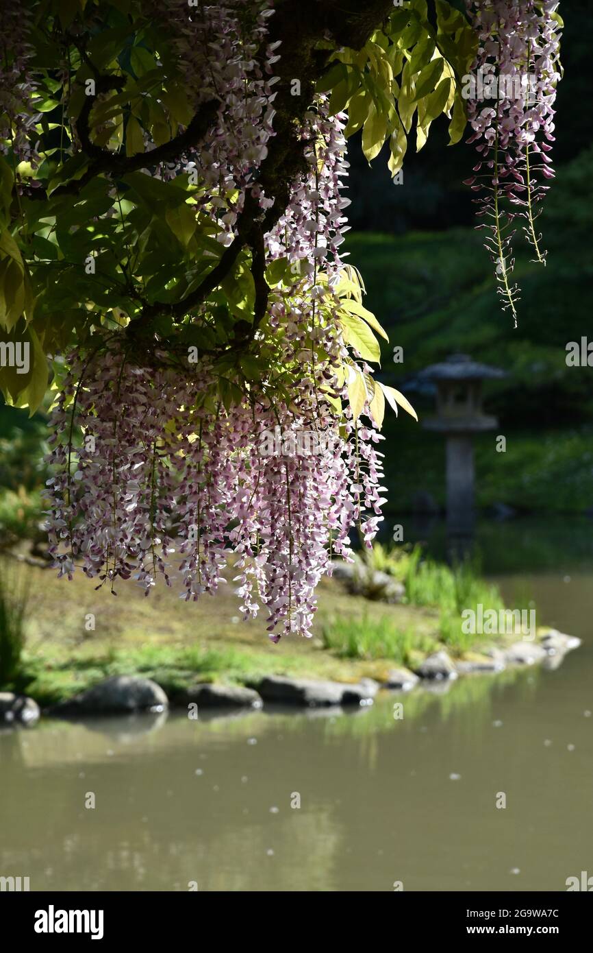 Seattle's iconic Japanese Gardens in Washington Park Stock Photo - Alamy