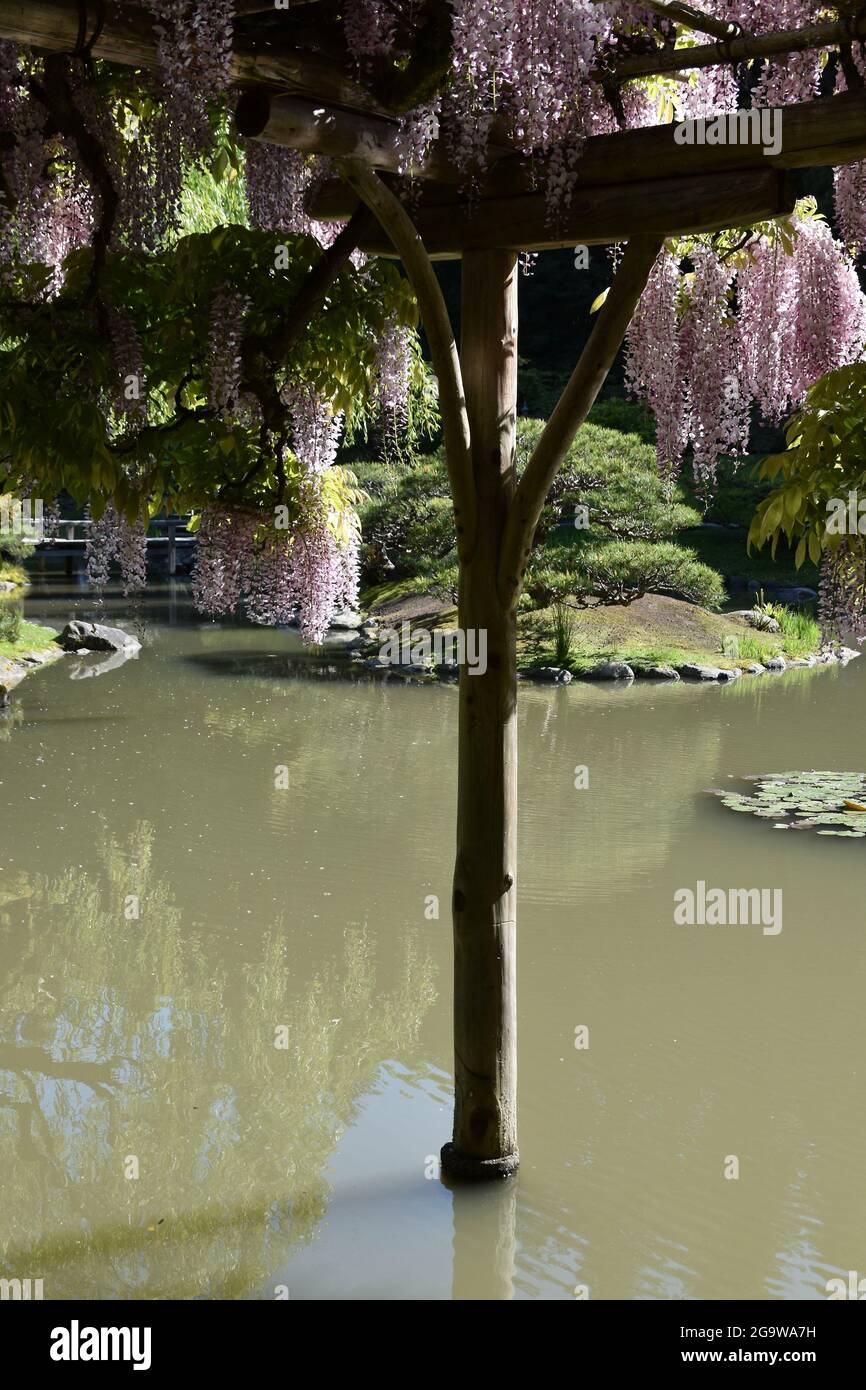 Seattle's iconic Japanese Gardens in Washington Park Stock Photo - Alamy
