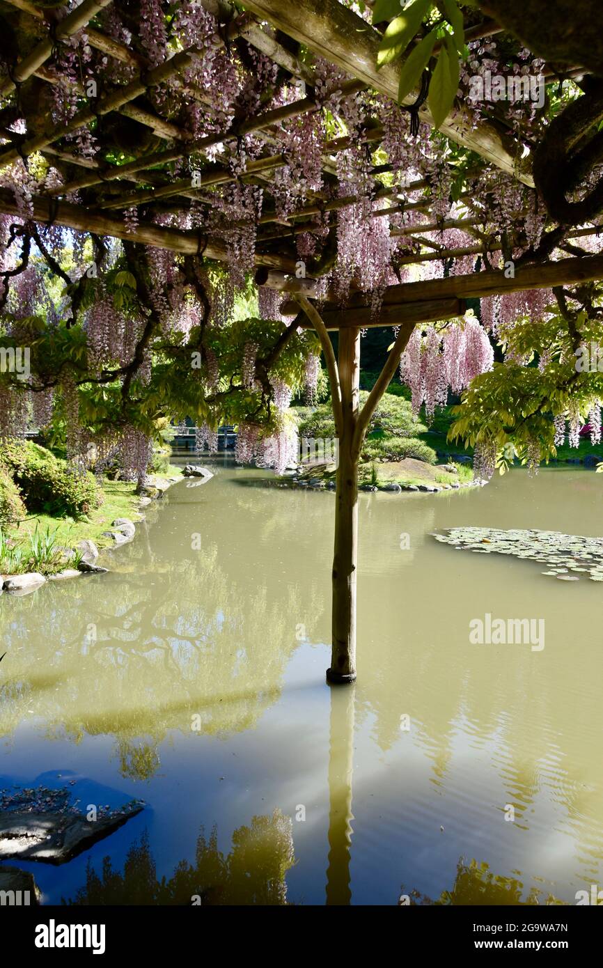 Seattle's iconic Japanese Gardens in Washington Park Stock Photo - Alamy