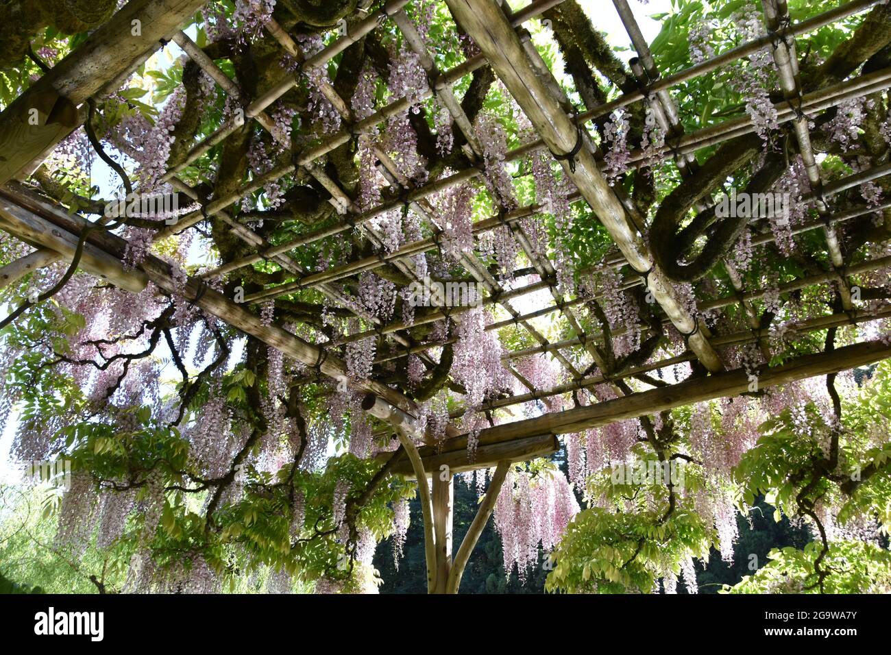 Seattle's iconic Japanese Gardens in Washington Park Stock Photo - Alamy