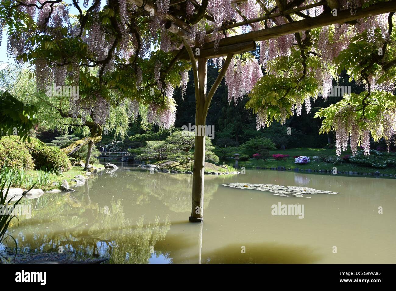 Seattle's iconic Japanese Gardens in Washington Park Stock Photo - Alamy