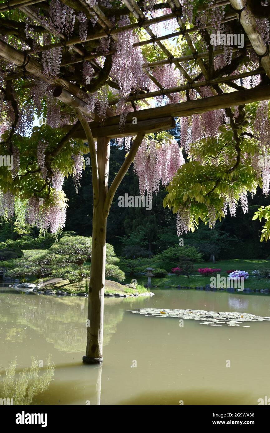 Seattle's iconic Japanese Gardens in Washington Park Stock Photo - Alamy