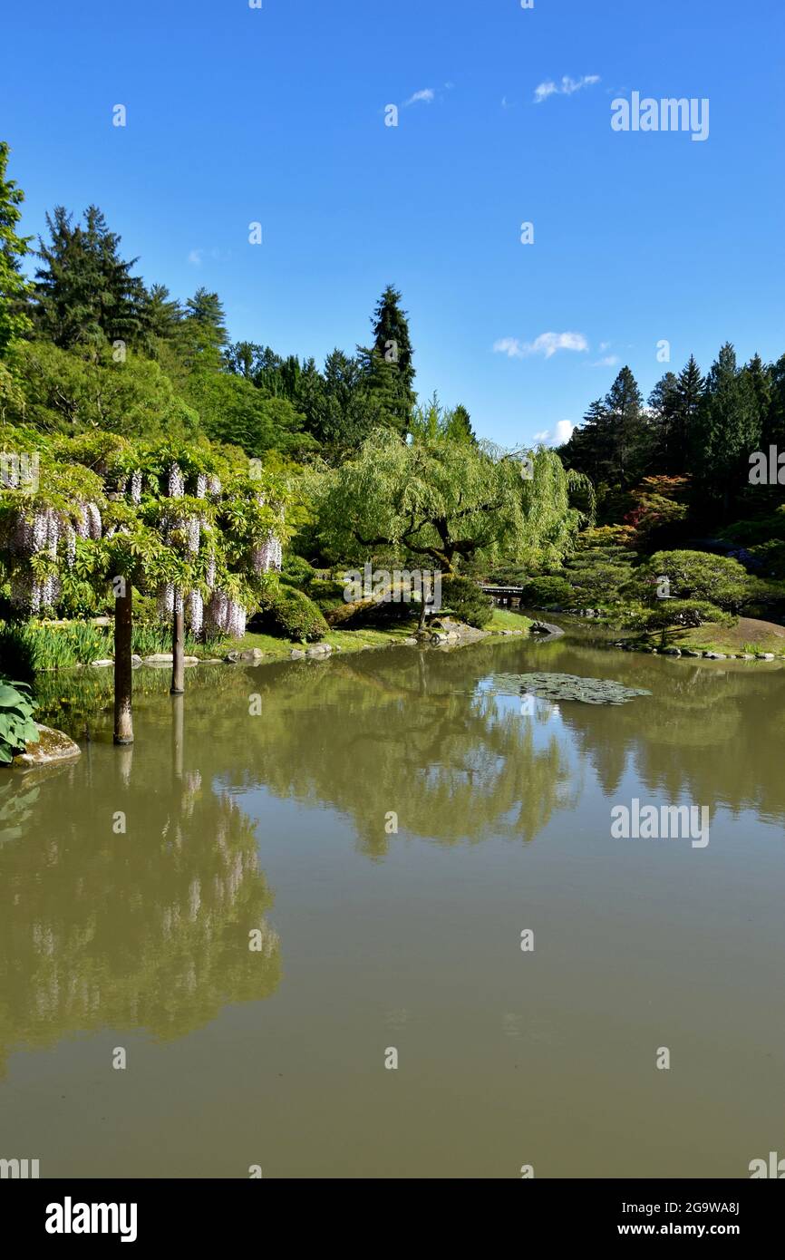 Seattle's iconic Japanese Gardens in Washington Park Stock Photo - Alamy
