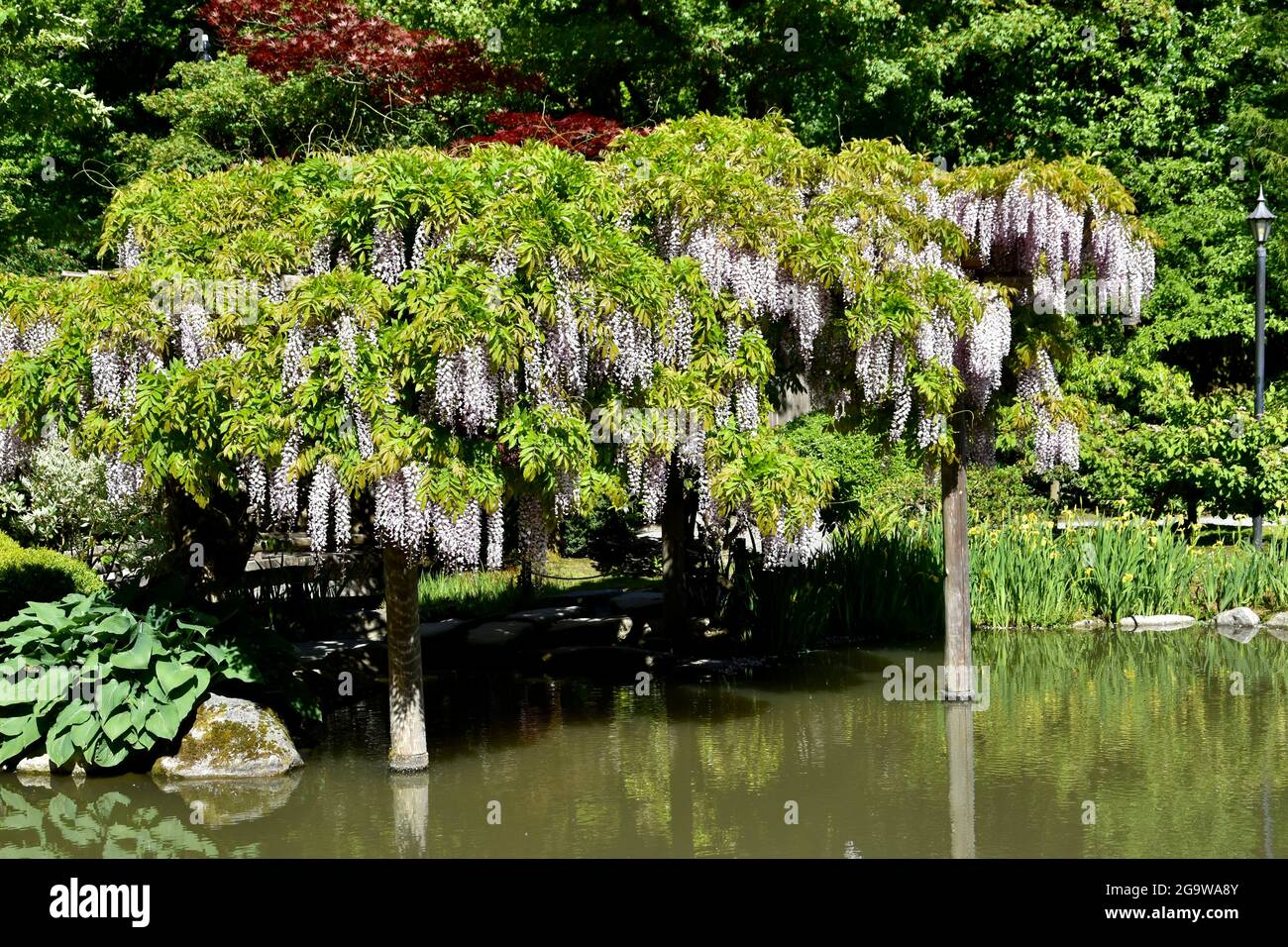 Seattle's iconic Japanese Gardens in Washington Park Stock Photo - Alamy